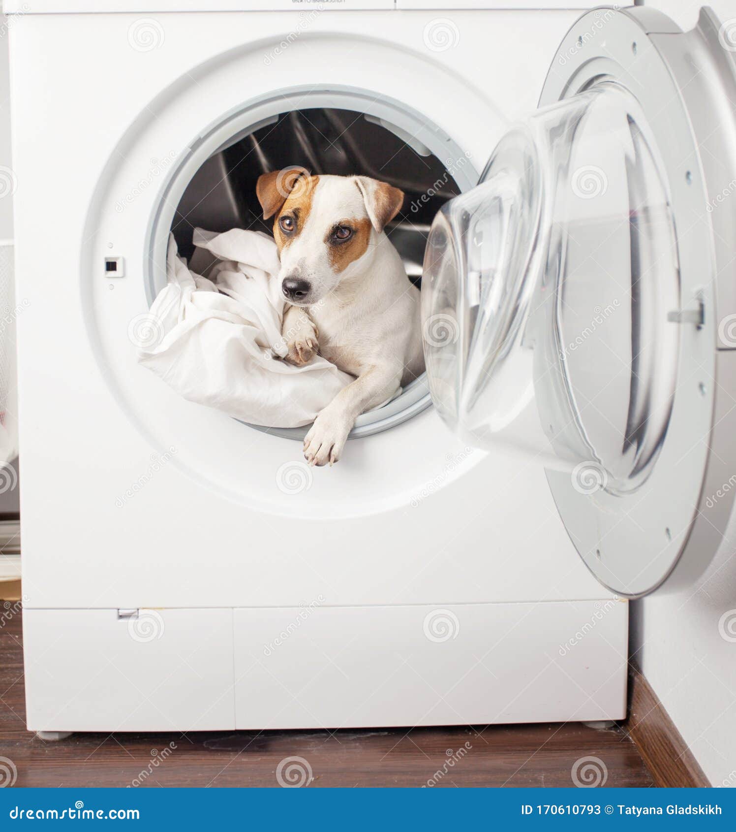 Dog in washer stock image. Image of cleaner, machine - 170610793