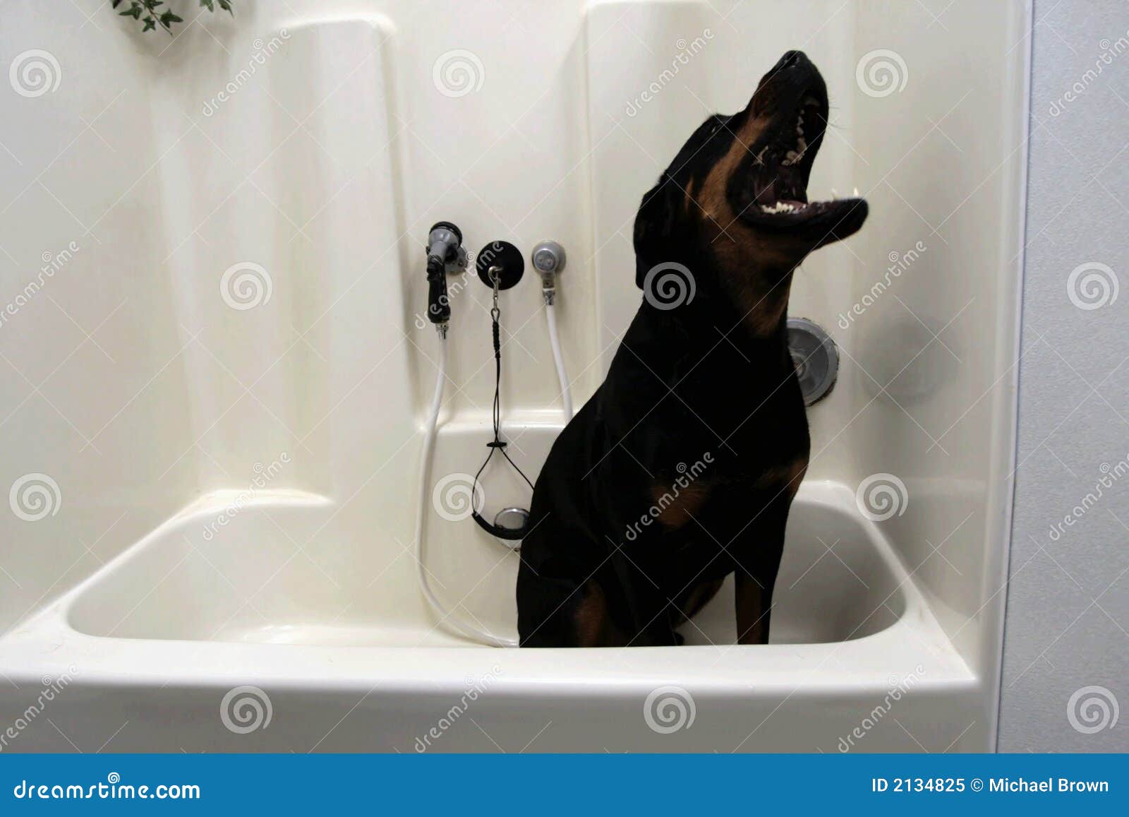 Dog Washing stock image. Image of water, grooming, washing - 2134825