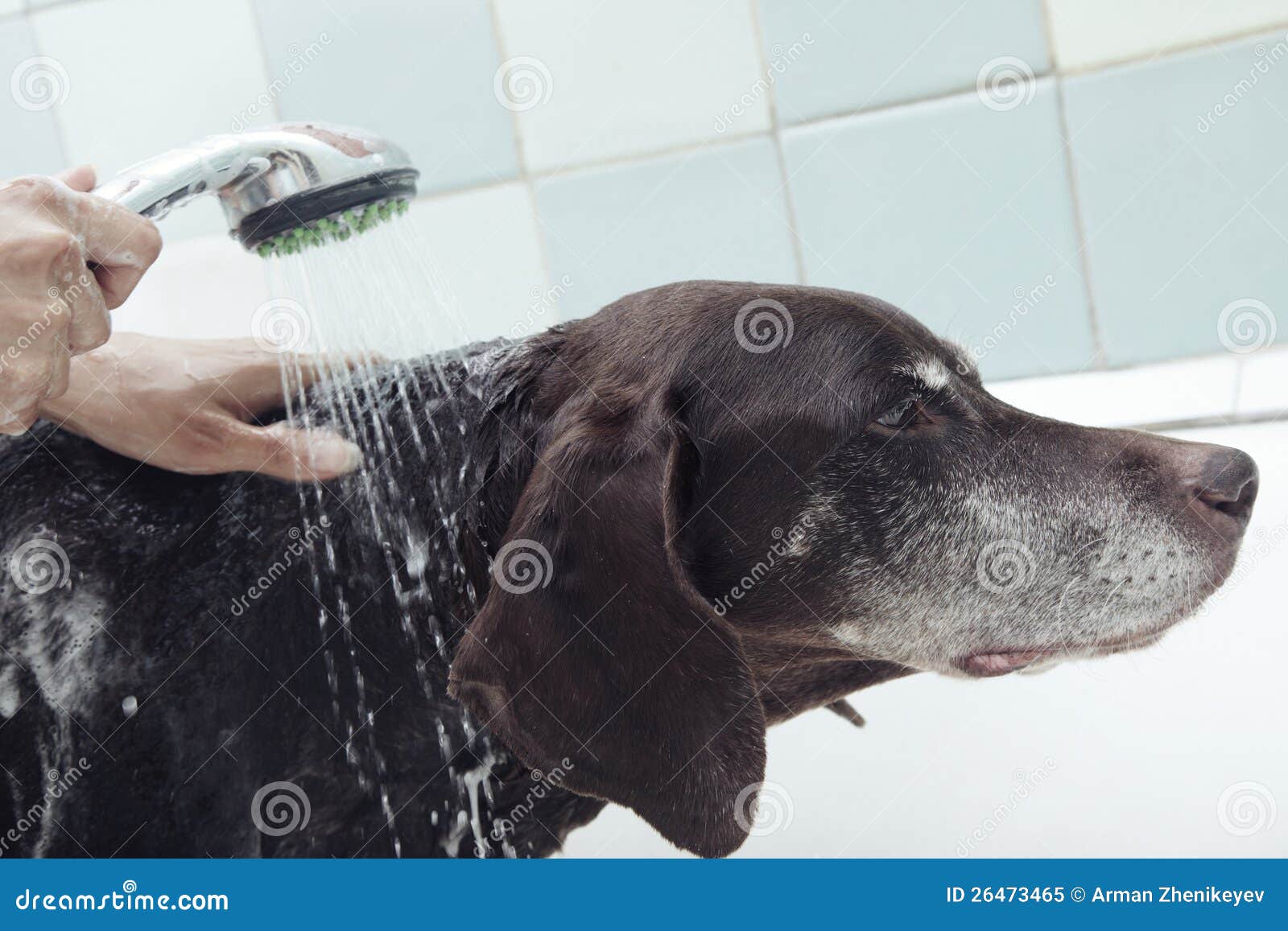 Dog washing stock image. Image of head, hand, pampering - 26473465