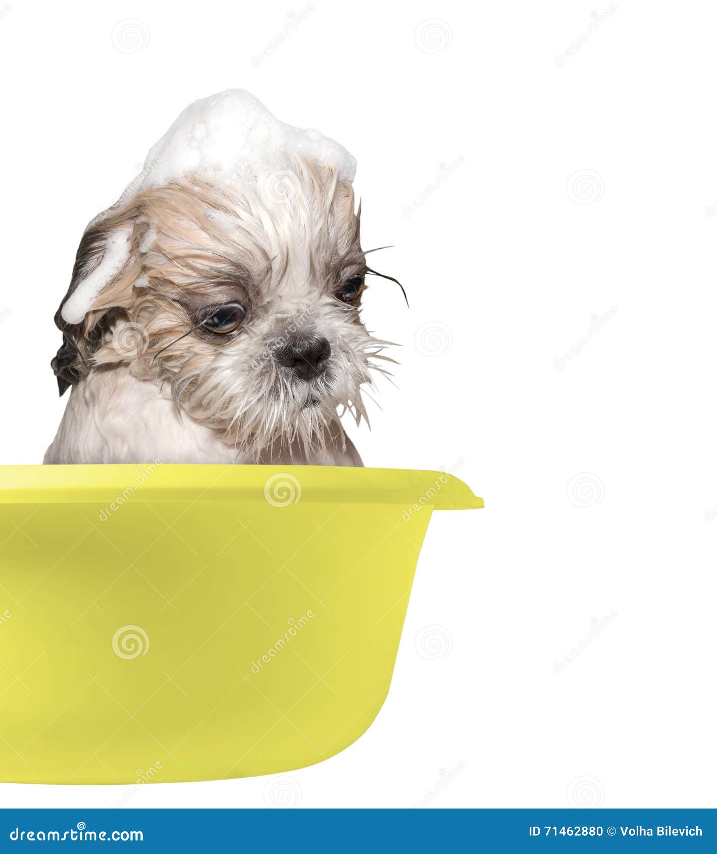 Dog washing in a basin stock photo. Image of brown, concepts - 71462880