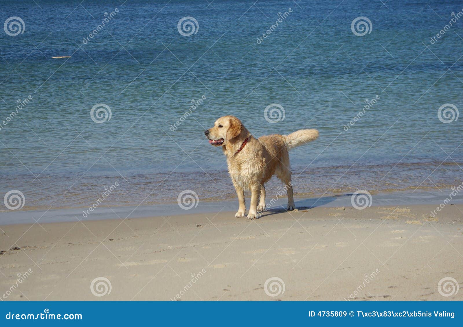 Dog watch stock image. Image of canine, enjoy, outdoor - 4735809