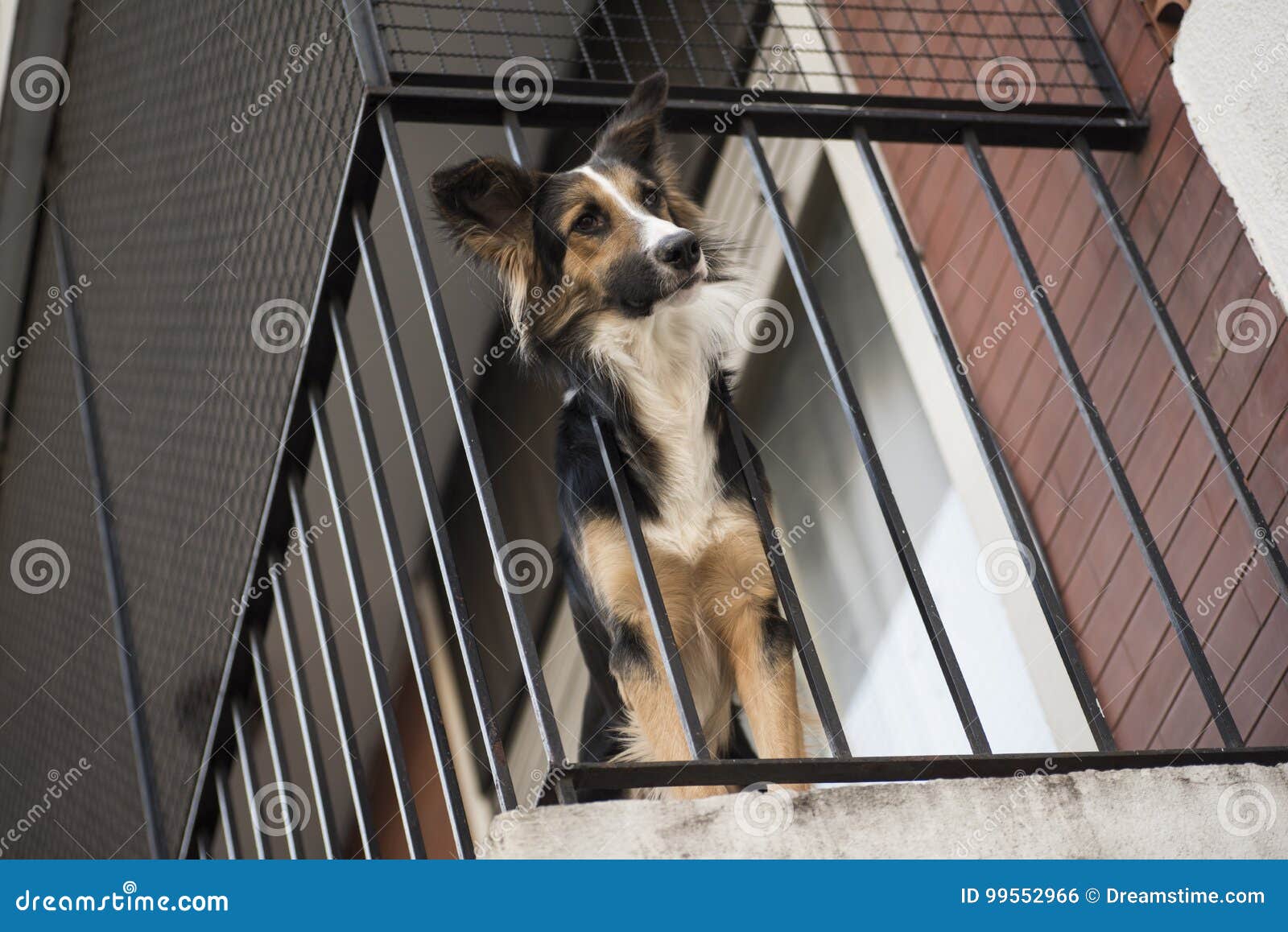 Lookout dog stock photo. Image of street, listen, domestic - 99552966