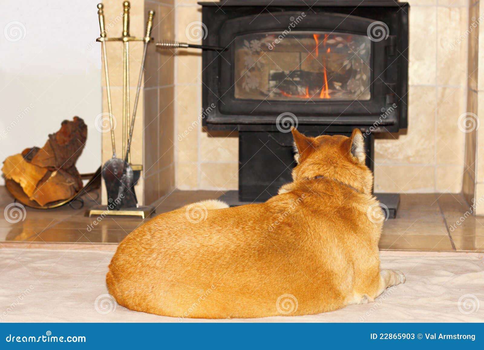 Dog Watching the Fire stock image. Image of burning, happy - 22865903
