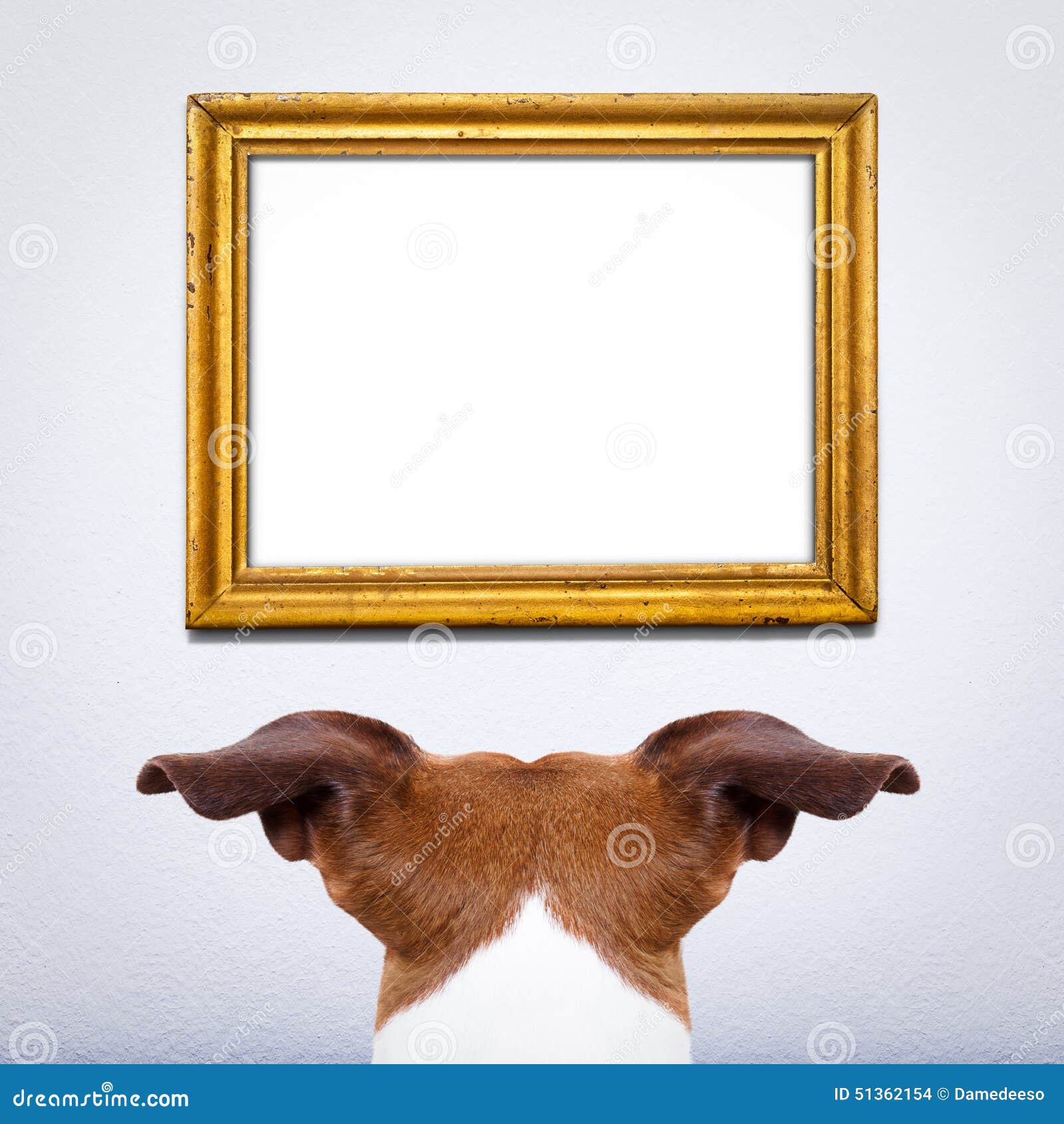 Dog watching a frame stock photo. Image of animal, paper - 51362154
