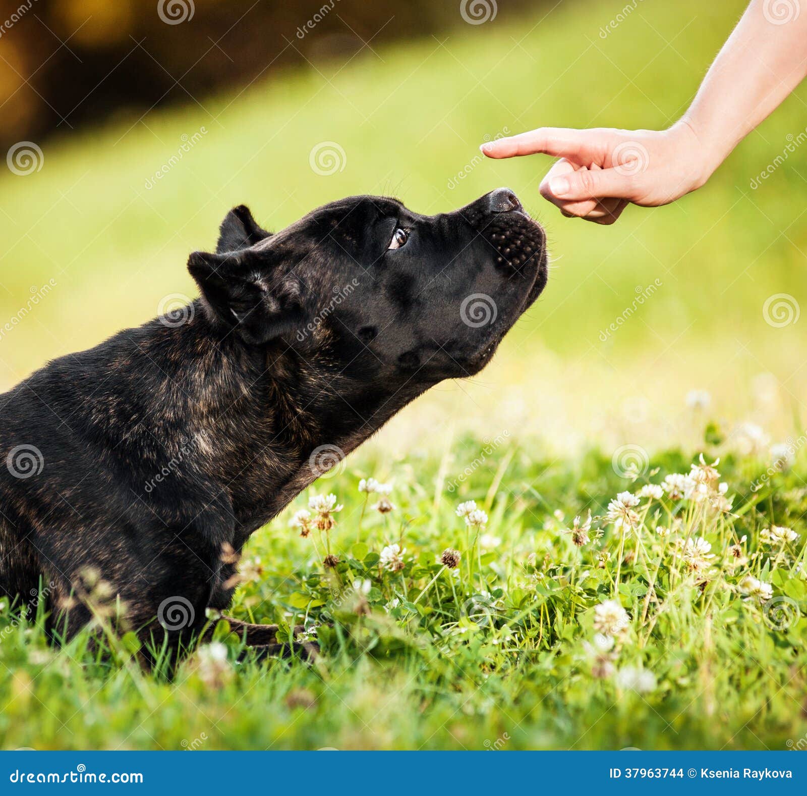 The Dog Watching at the Human Hand Stock Photo - Image of friendship ...