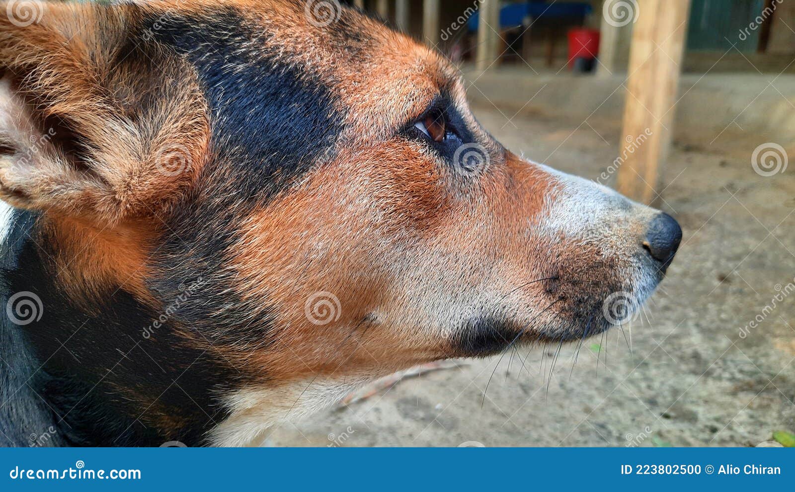 Dog is watching something stock photo. Image of lovely - 223802500