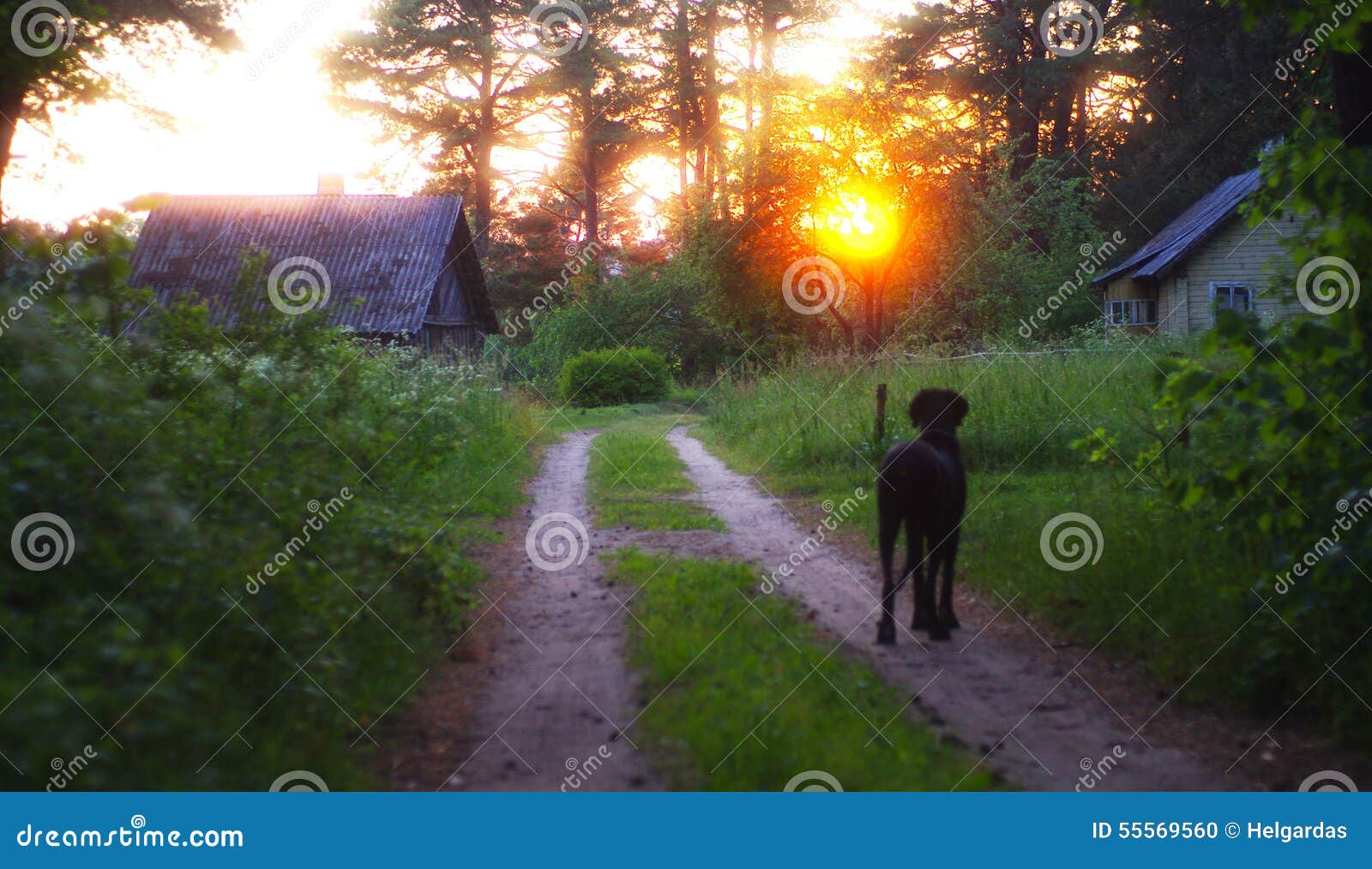 Dog watching sunset stock photo. Image of countryside - 55569560