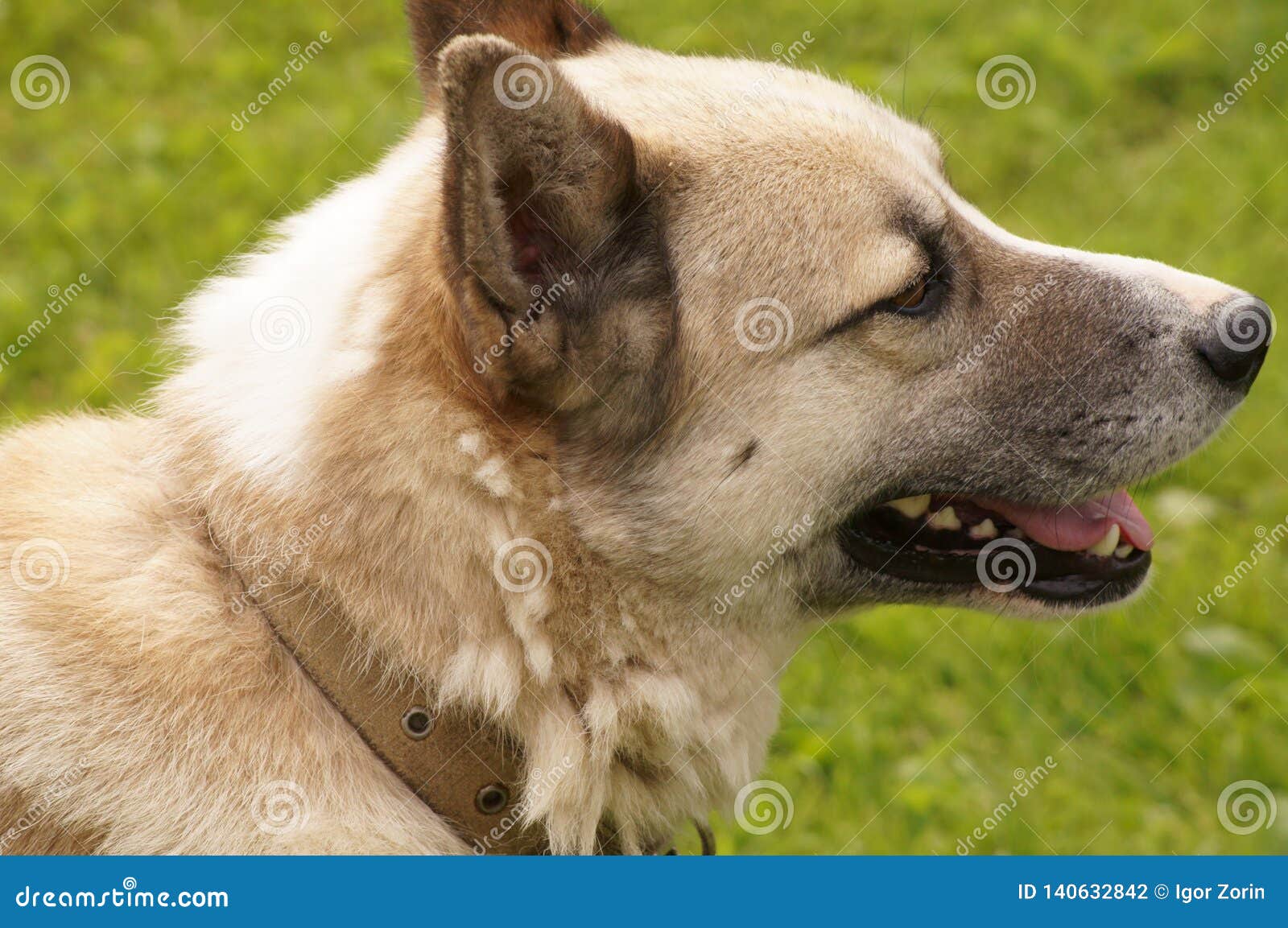 The dog is watching stock photo. Image of house, country - 140632842