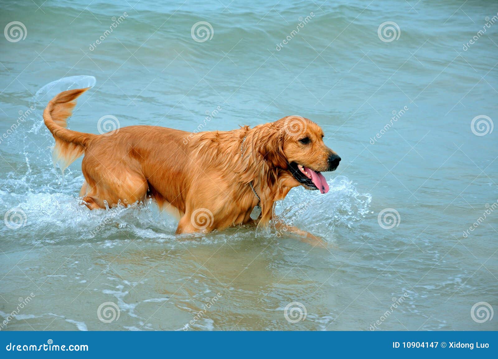 Dog in water stock image. Image of swimming, outdoor - 10904147