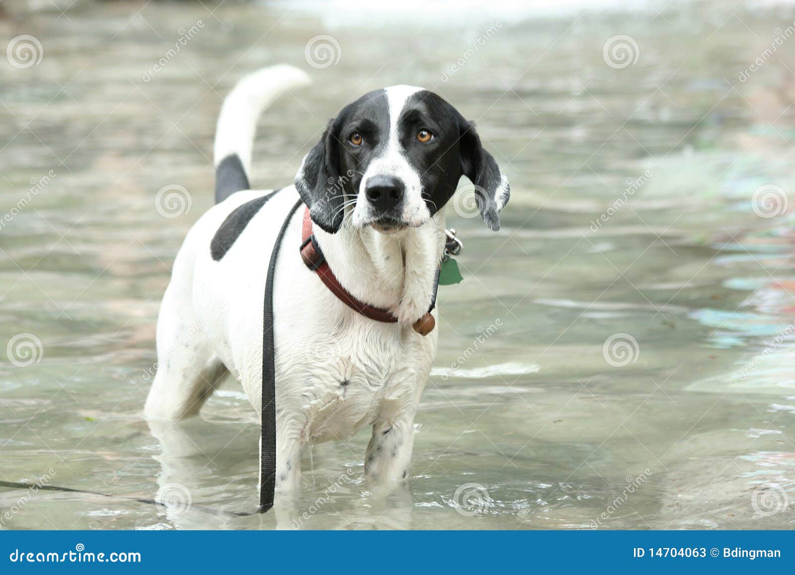 Dog in the Water stock image. Image of friendly, animal - 14704063