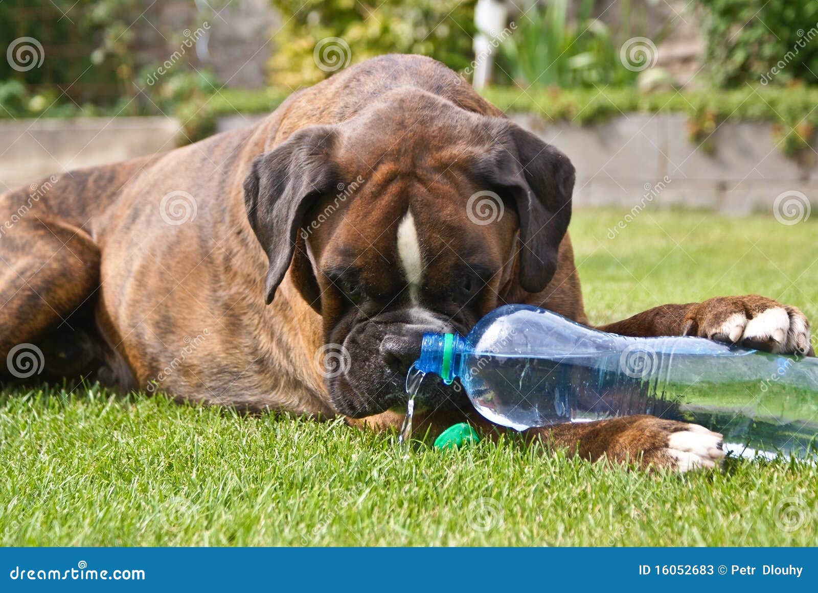 Dog with water stock image. Image of outdoors, canine - 16052683