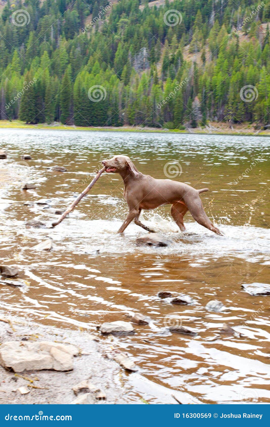 Dog and Water stock image. Image of lake, nature, animal - 16300569