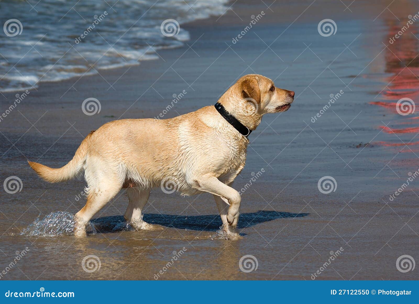Dog in the water stock photo. Image of water, animal - 27122550