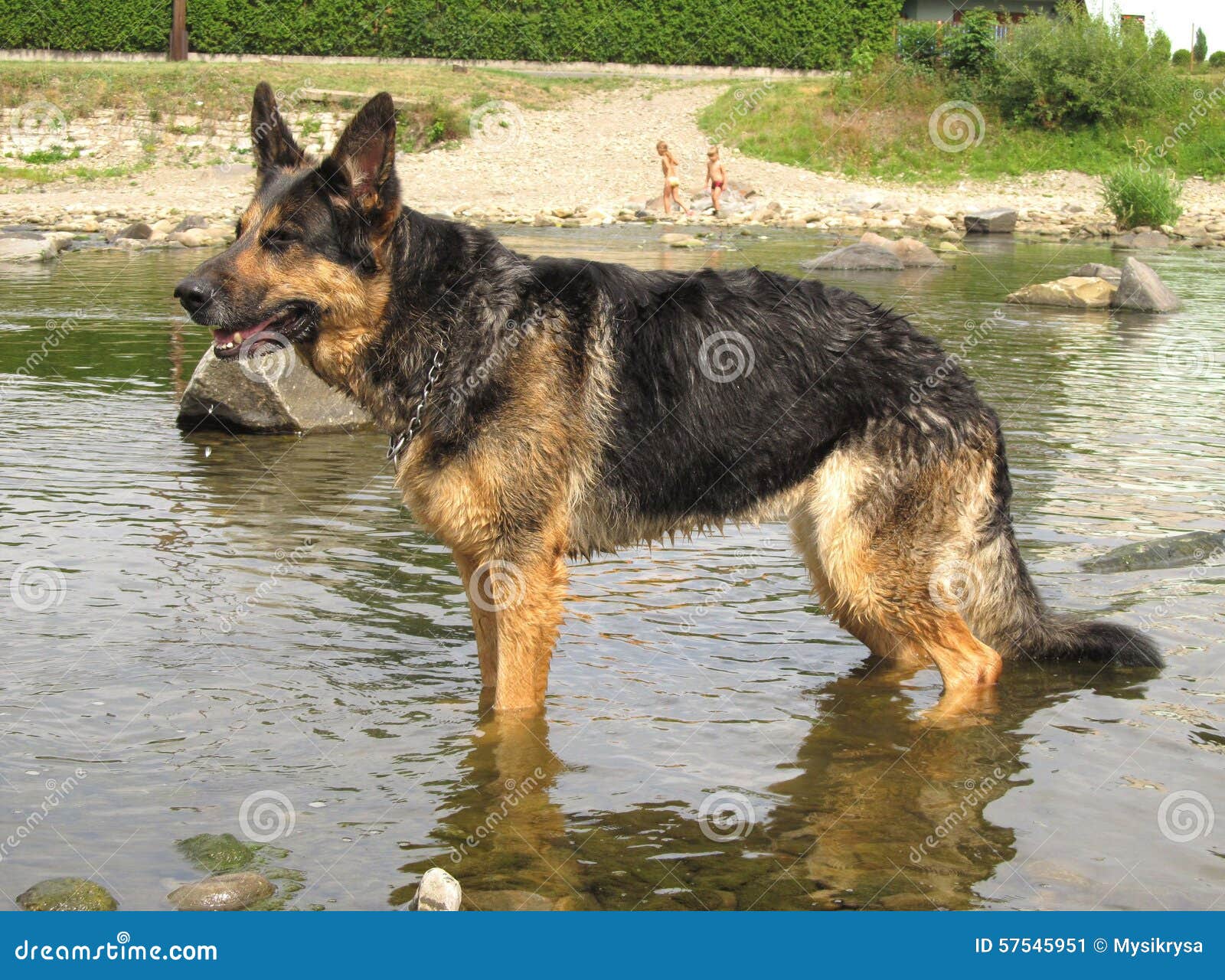 Dog in the water stock image. Image of german, watchful - 57545951