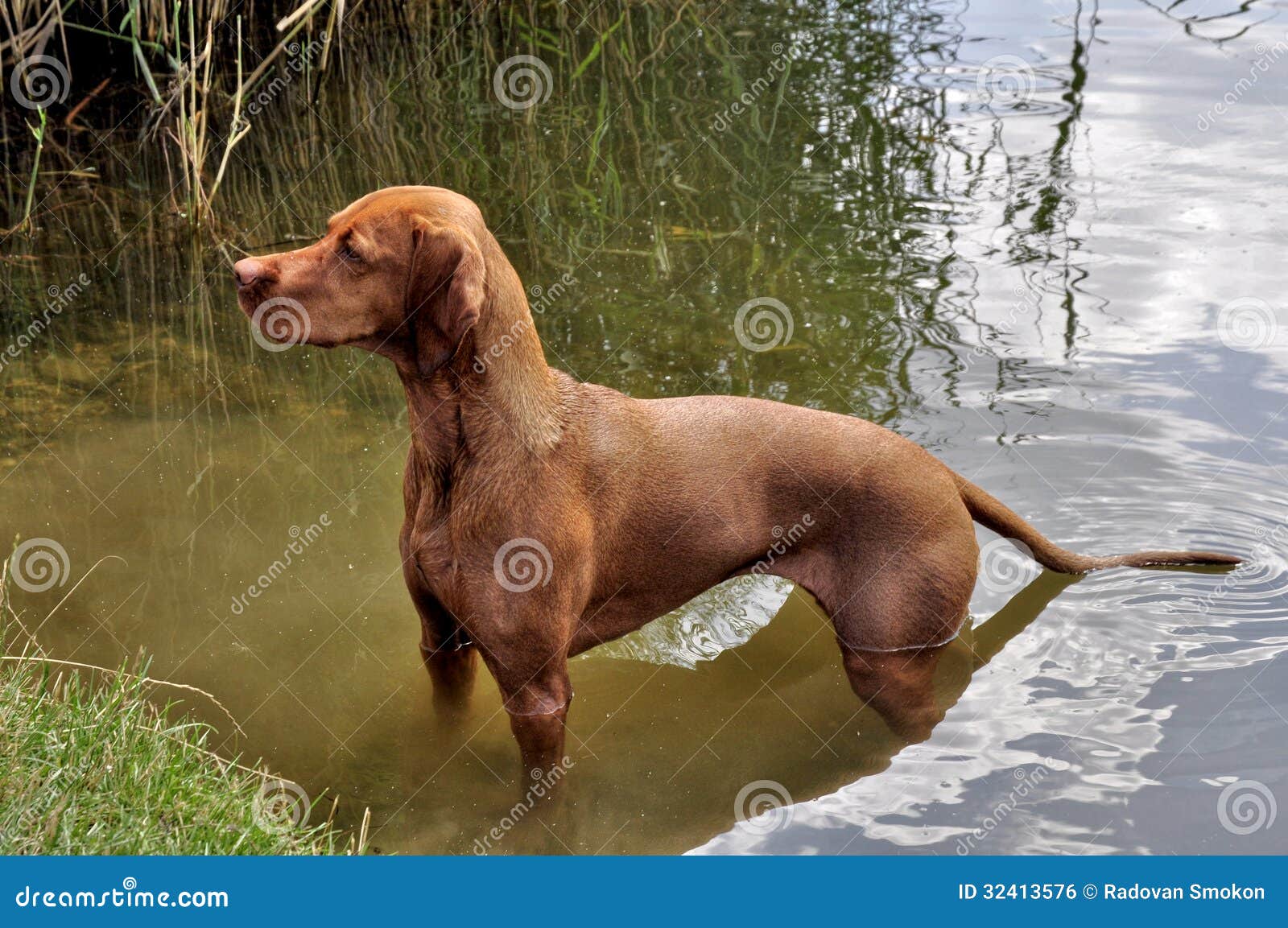Dog in water stock photo. Image of game, cool, frisky - 32413576