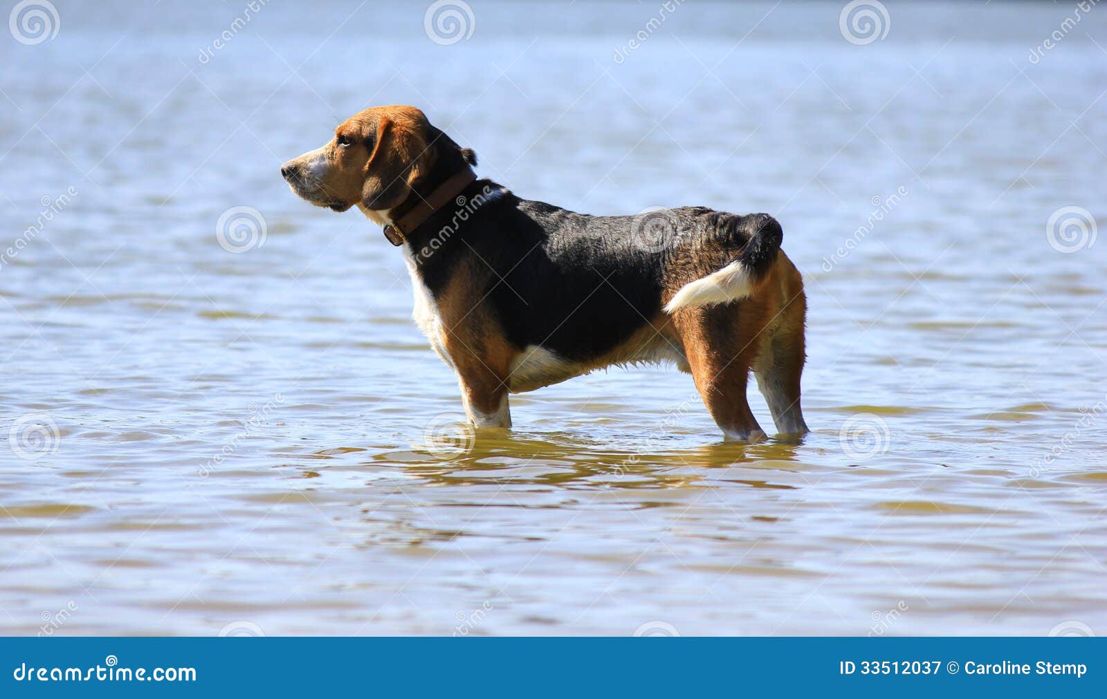 Dog in the water stock image. Image of season, outdoor - 33512037