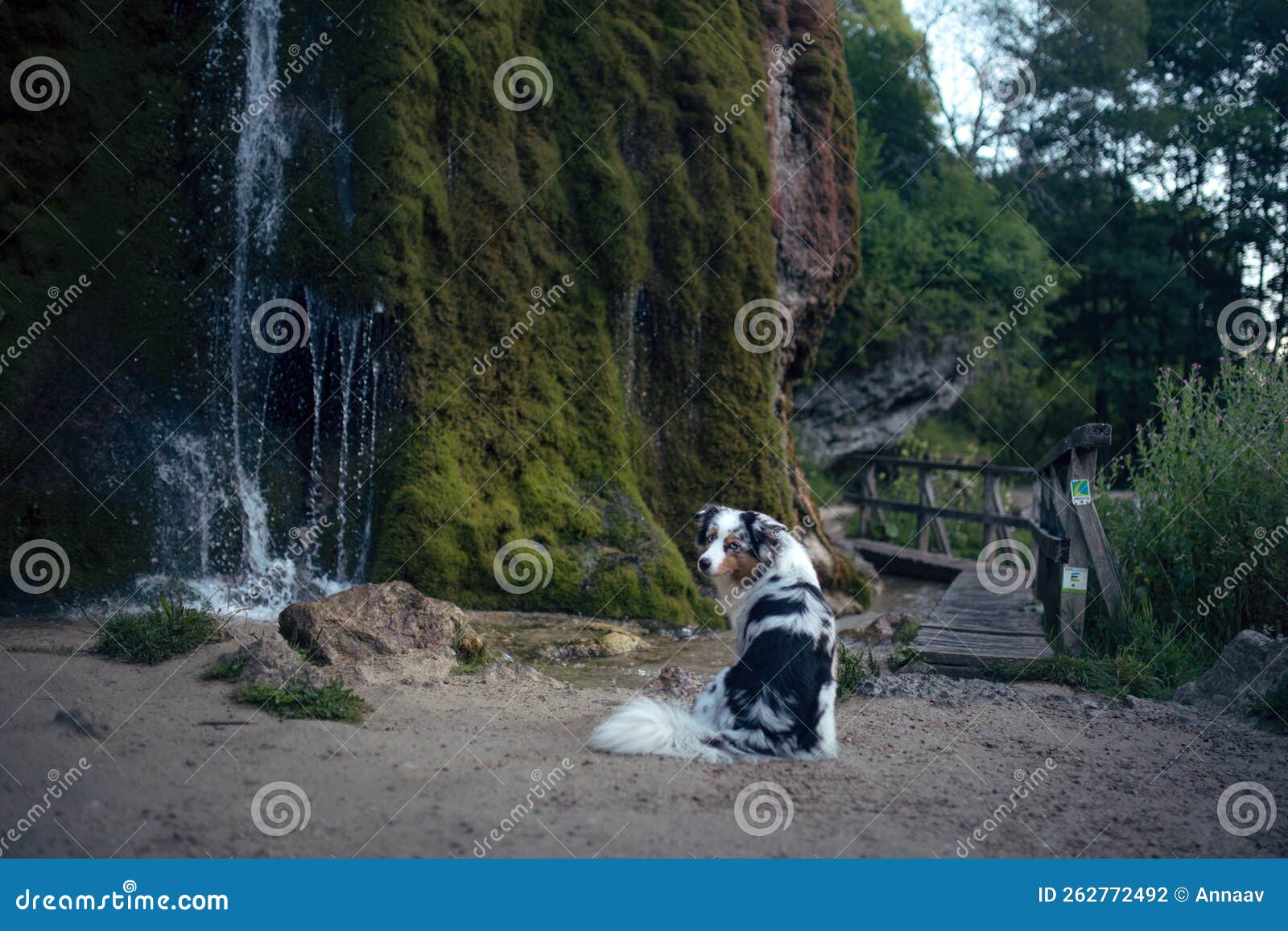 Dog at the Waterfall. Marble Australian Shepherd in Nature Stock Photo ...