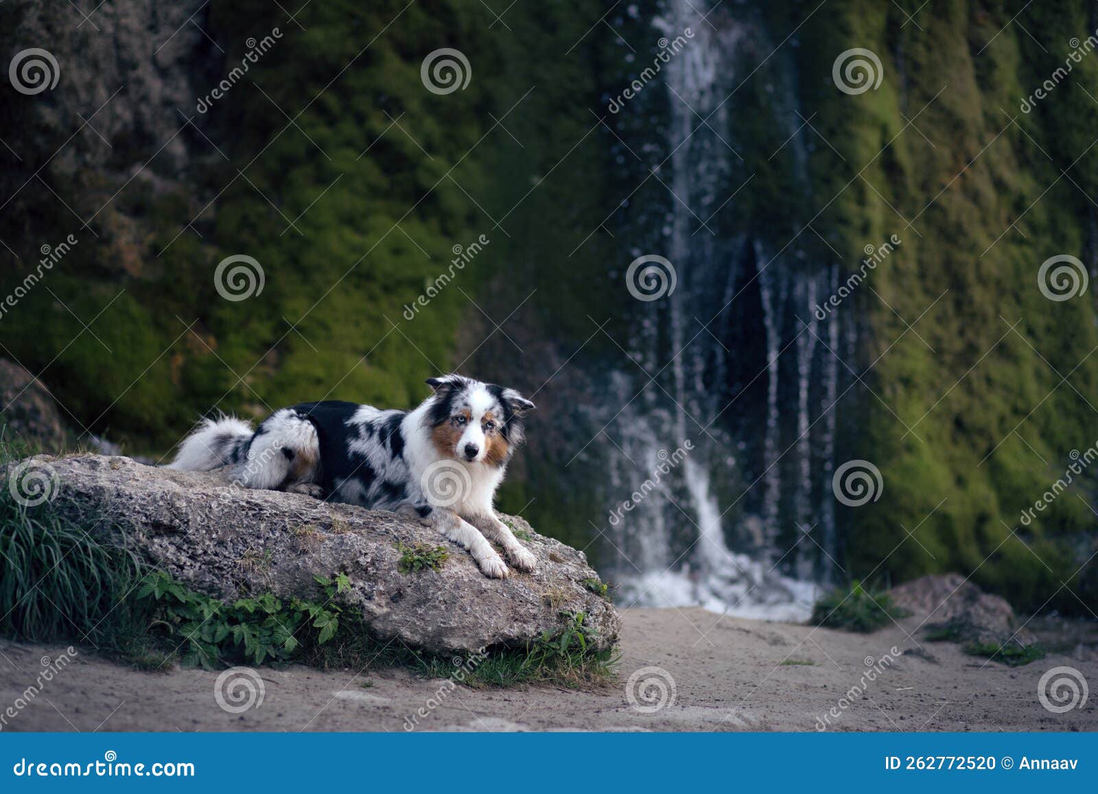 Dog at the Waterfall. Marble Australian Shepherd in Nature Stock Photo ...