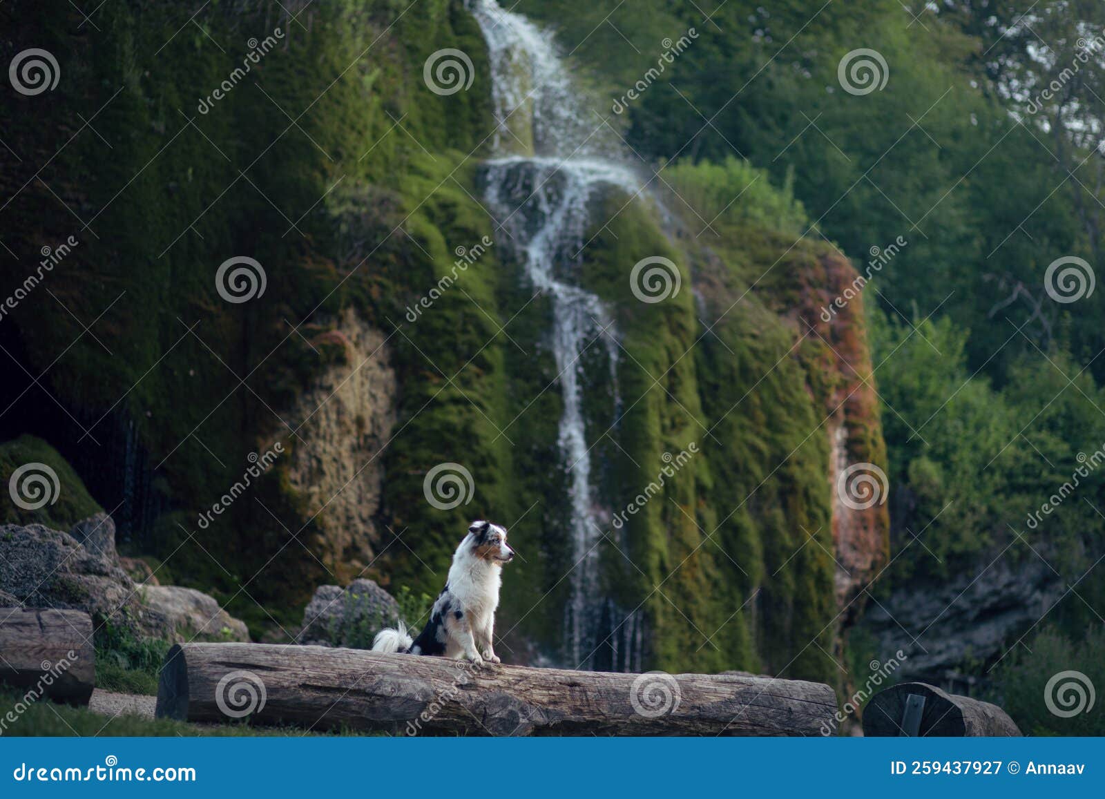 Dog at the Waterfall. Marble Australian Shepherd in Nature Stock Image ...