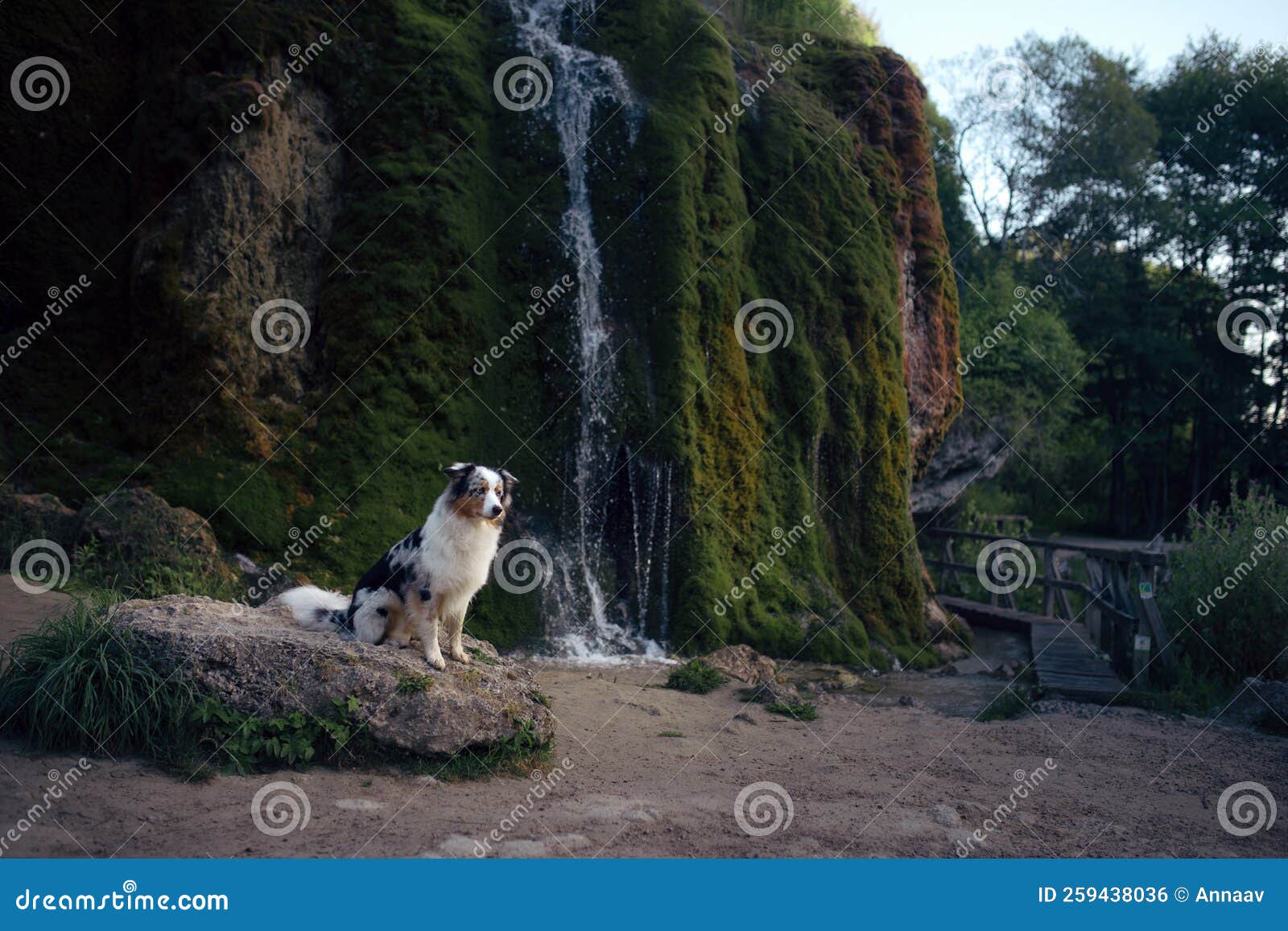 Dog at the Waterfall. Marble Australian Shepherd in Nature Stock Photo ...