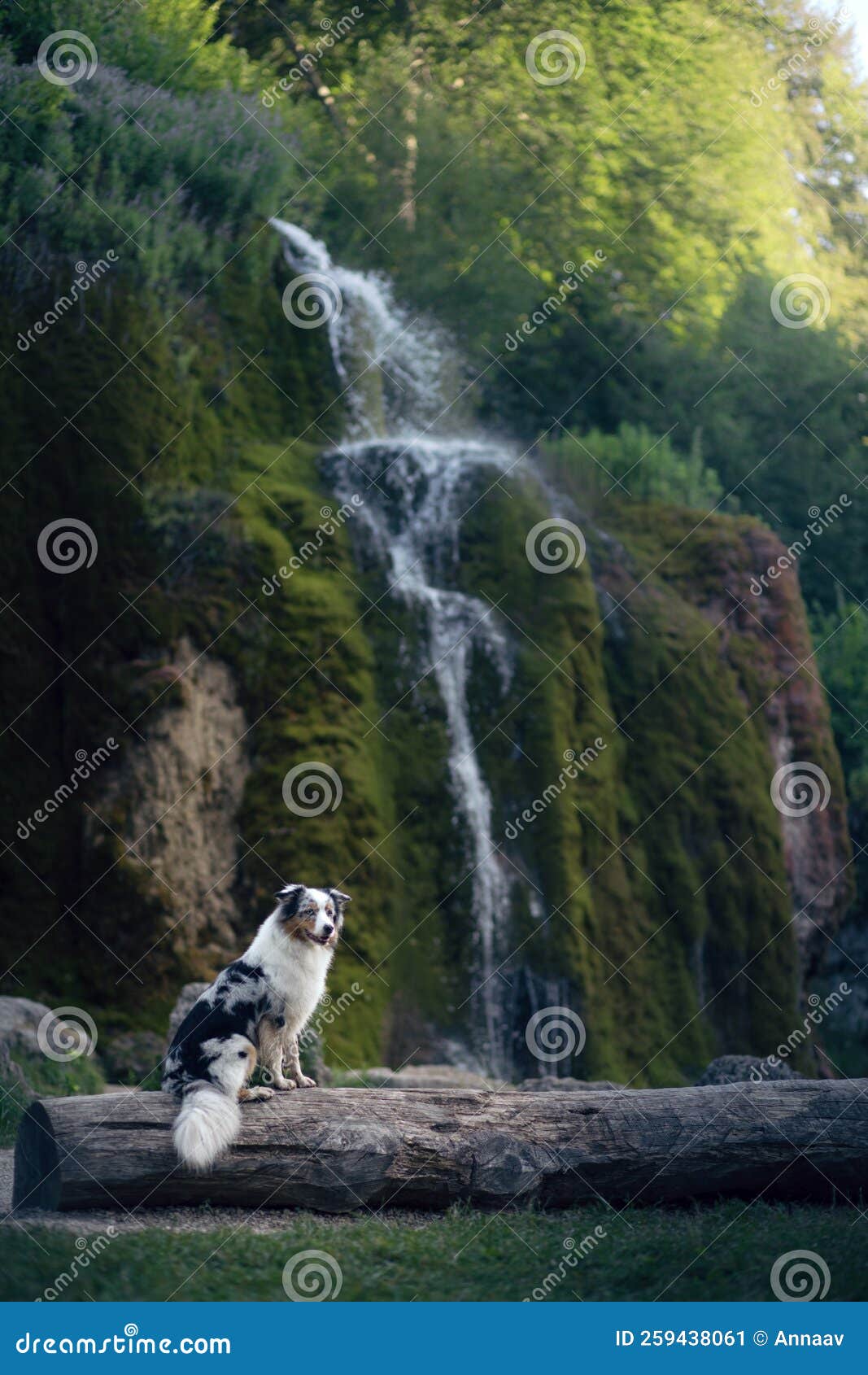Dog at the Waterfall. Marble Australian Shepherd in Nature Stock Image ...
