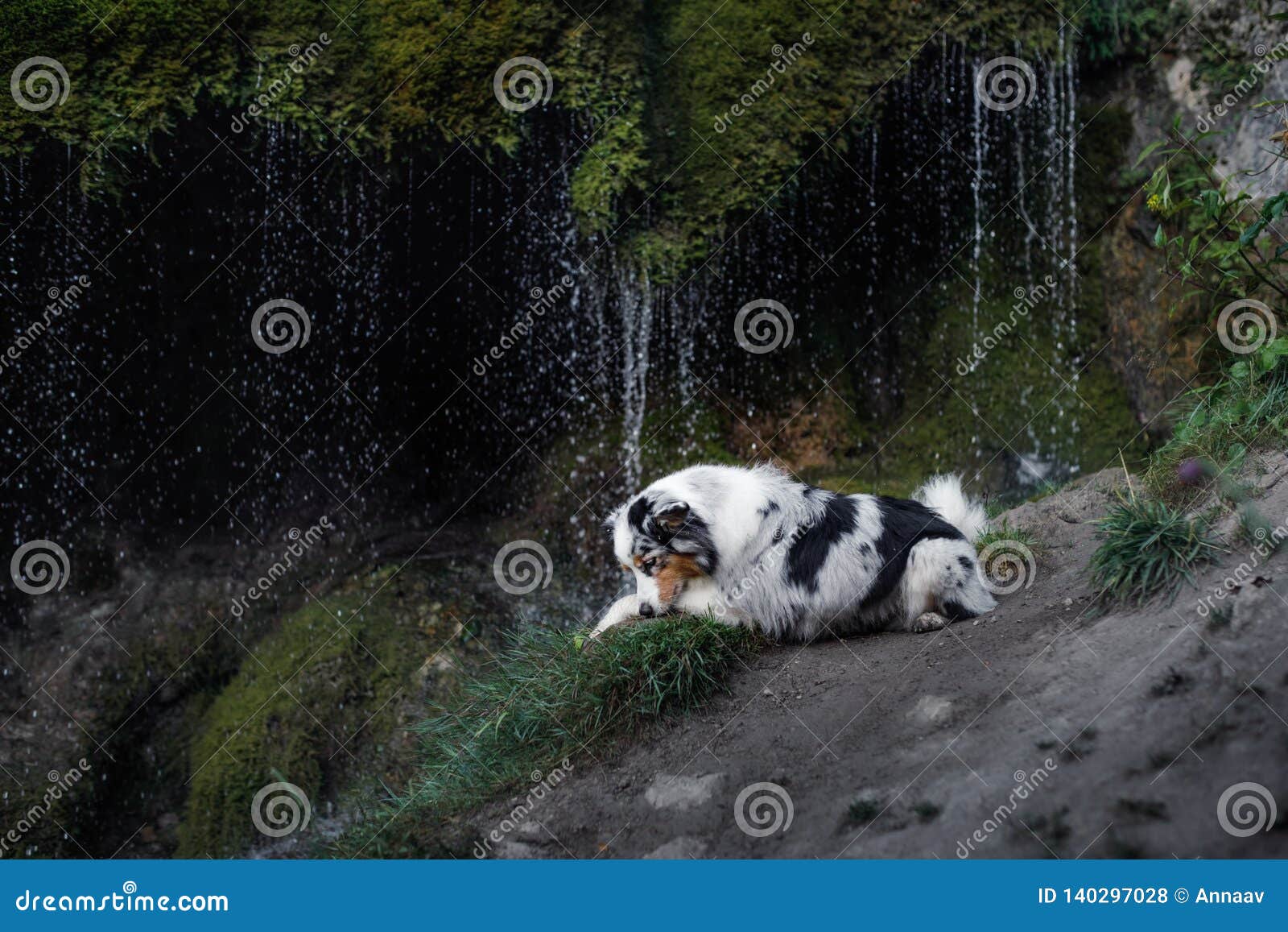 Dog on the Waterfall. Pet on the Nature. Australian Shepherd Stock ...