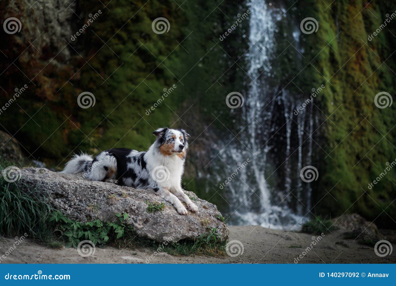 Dog on the Waterfall. Pet on the Nature. Australian Shepherd Stock ...