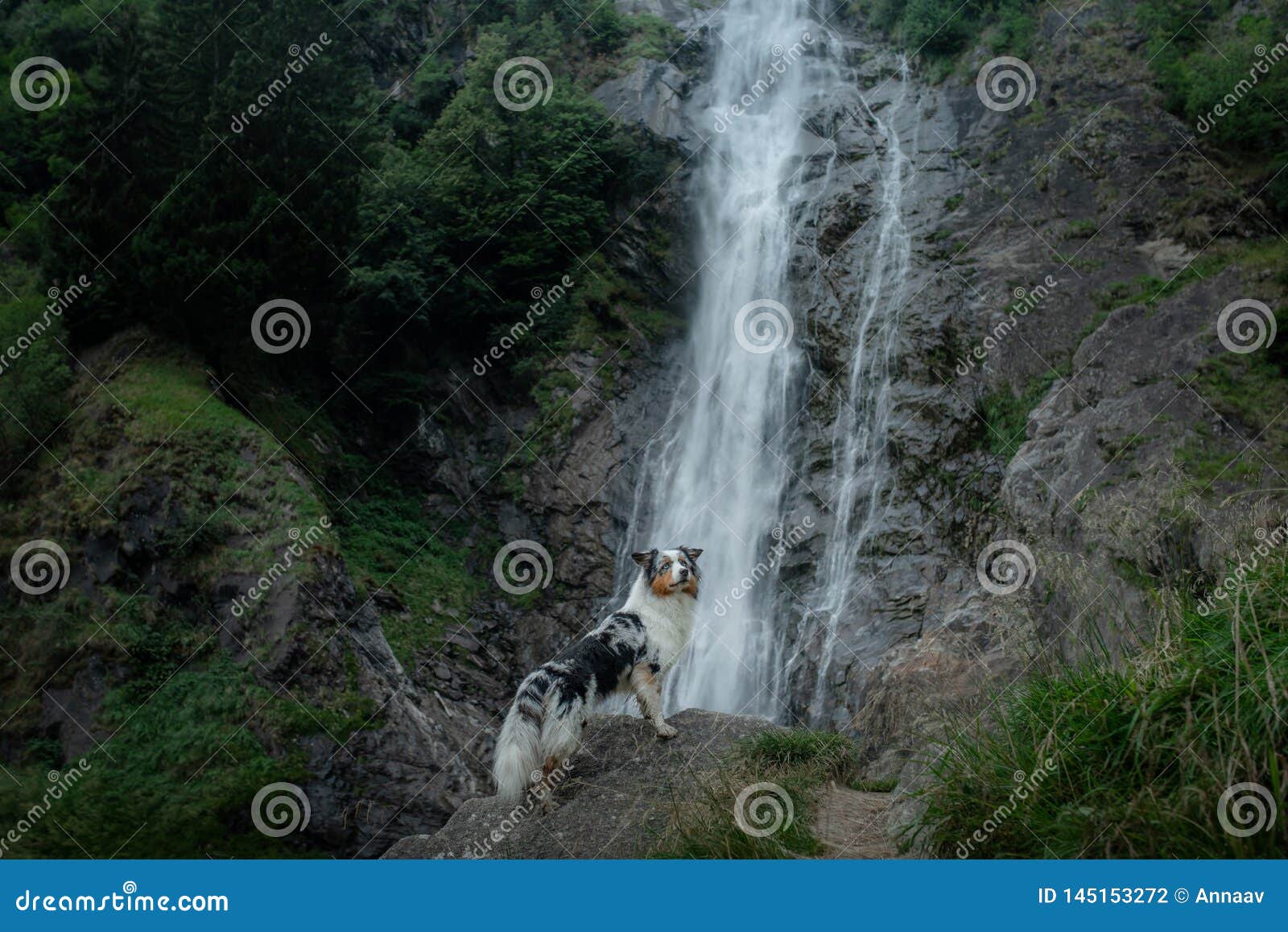 Dog on the Waterfall. Pet on the Nature, Rest. Australian Shepherd ...