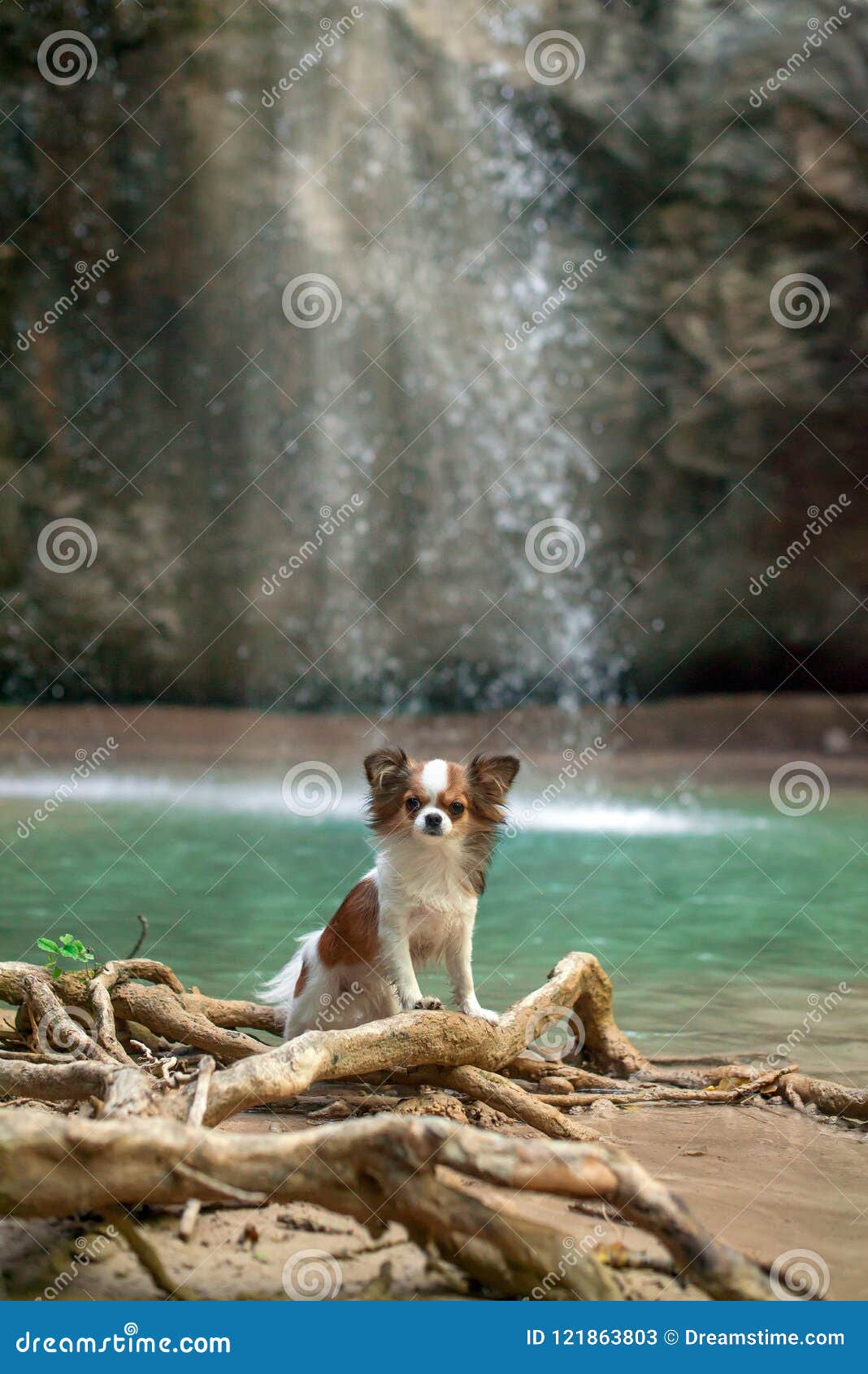 Dog waterfall stock image. Image of hike, canine, sport - 121863803