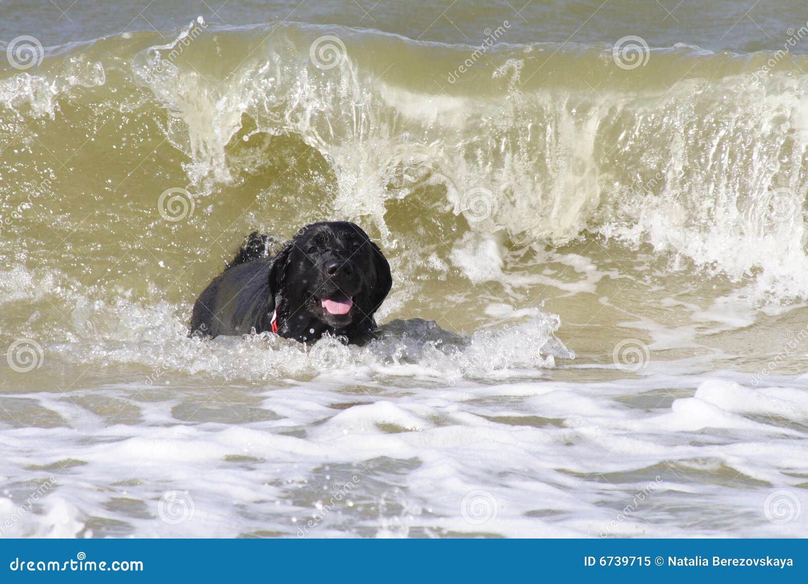 Dog in wave stock image. Image of pleasure, wave, active - 6739715