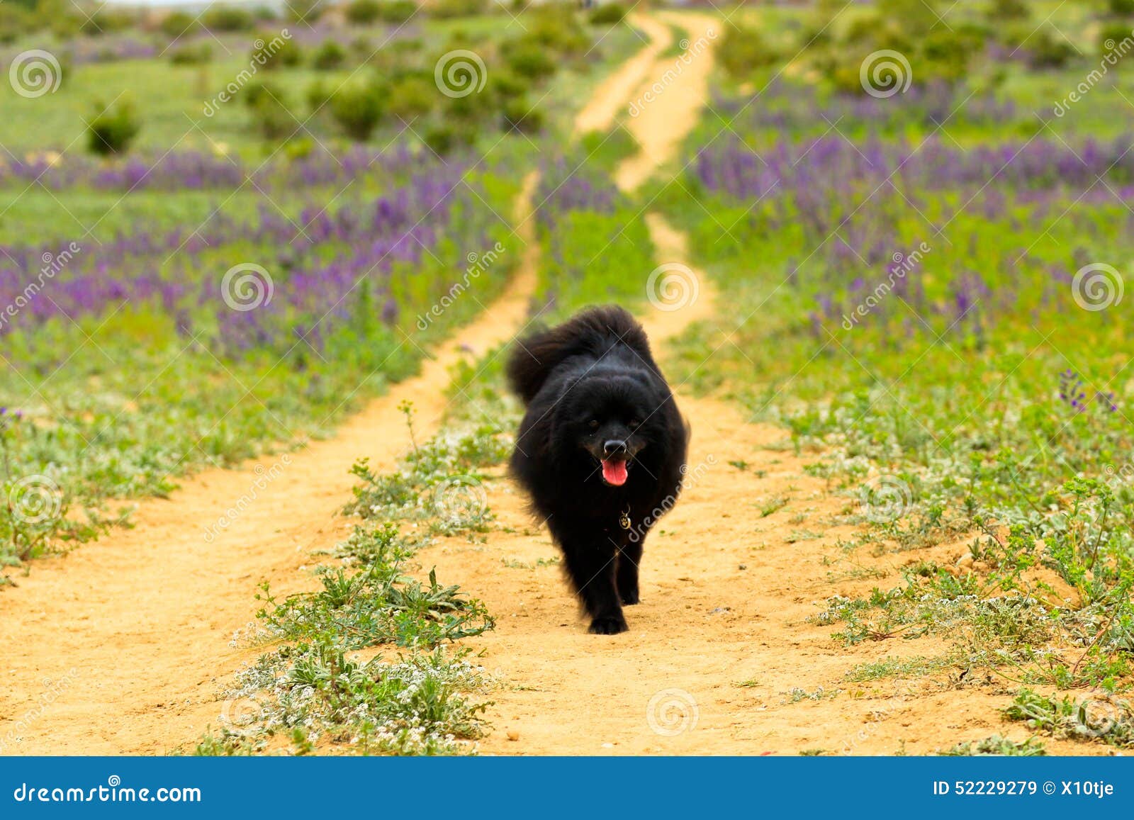 Dog on the way stock image. Image of lifestyle, filled - 52229279