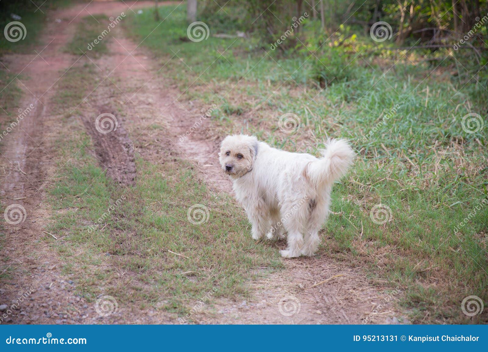 Dog on the way.street dog. stock image. Image of cute - 95213131