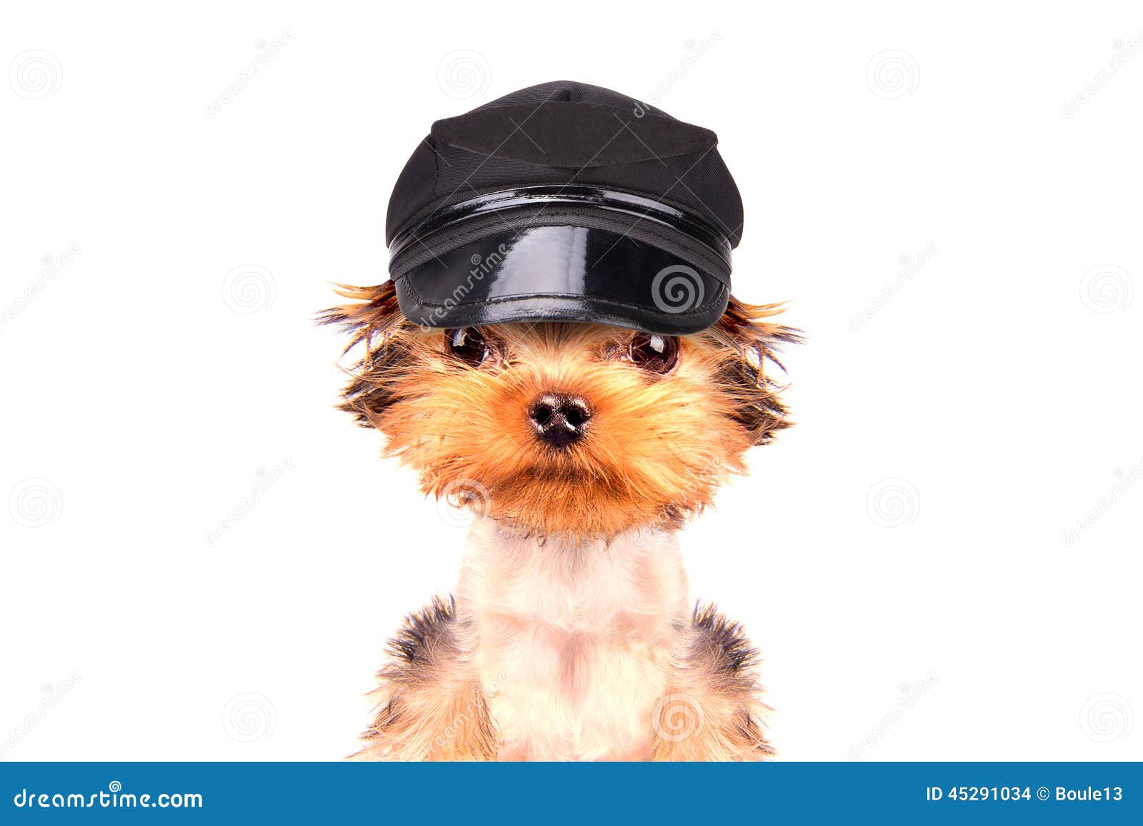 A dog wearing a cap stock photo. Image of puppy, fiesta - 45291034