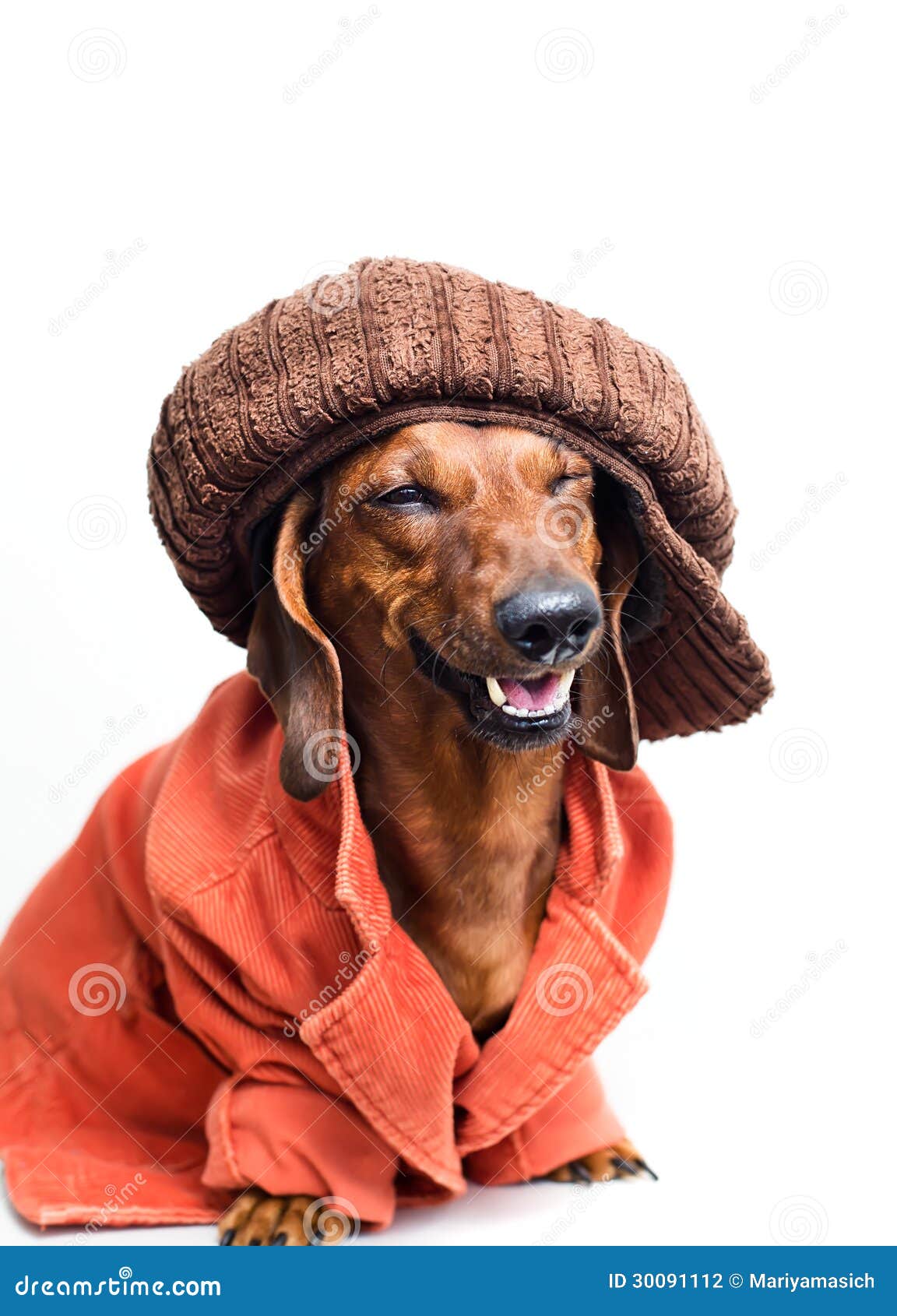 Dog Wearing a Cap and Jacket Stock Photo - Image of white, carnaval ...