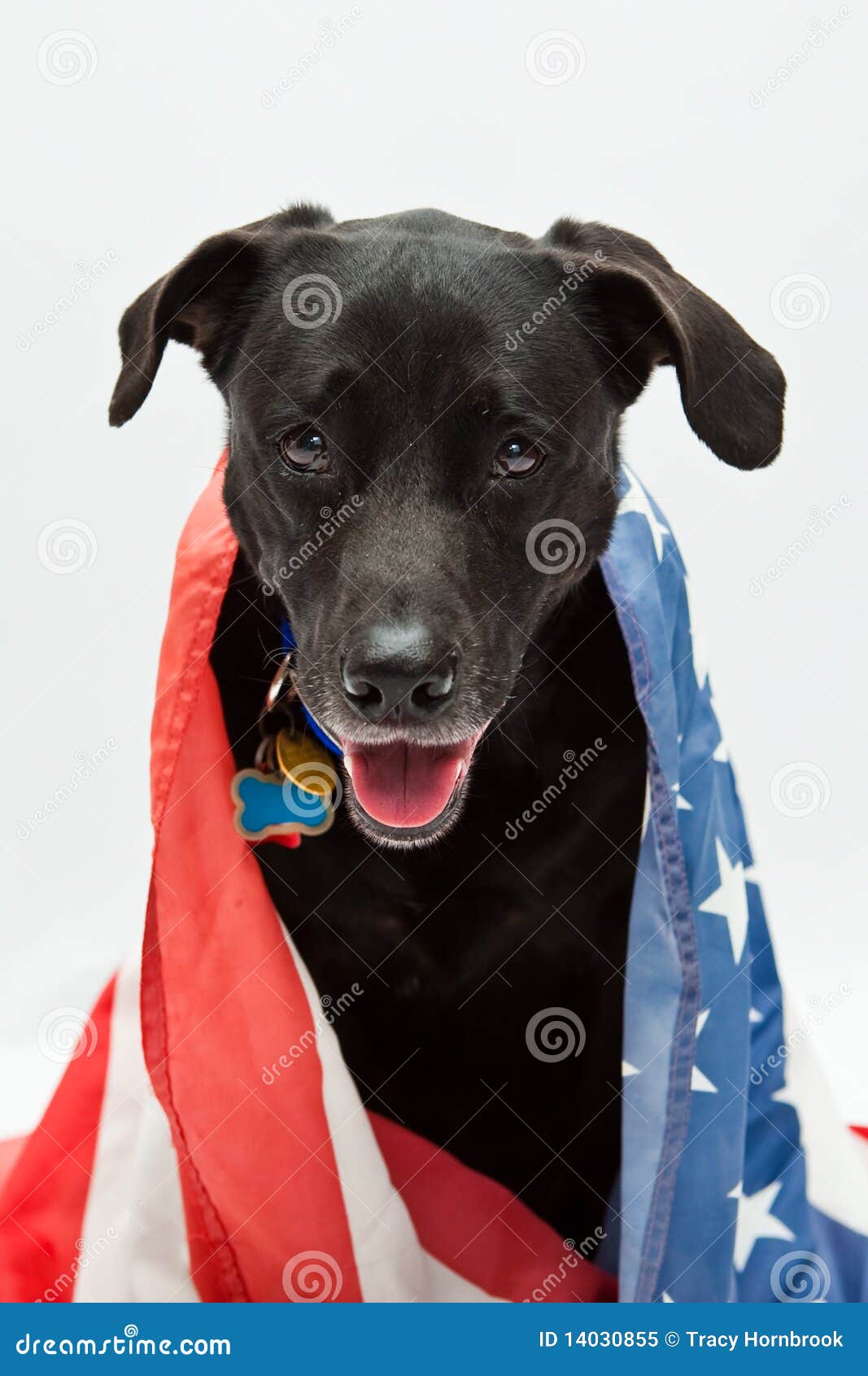 Dog wearing flag stock image. Image of background, culture - 14030855