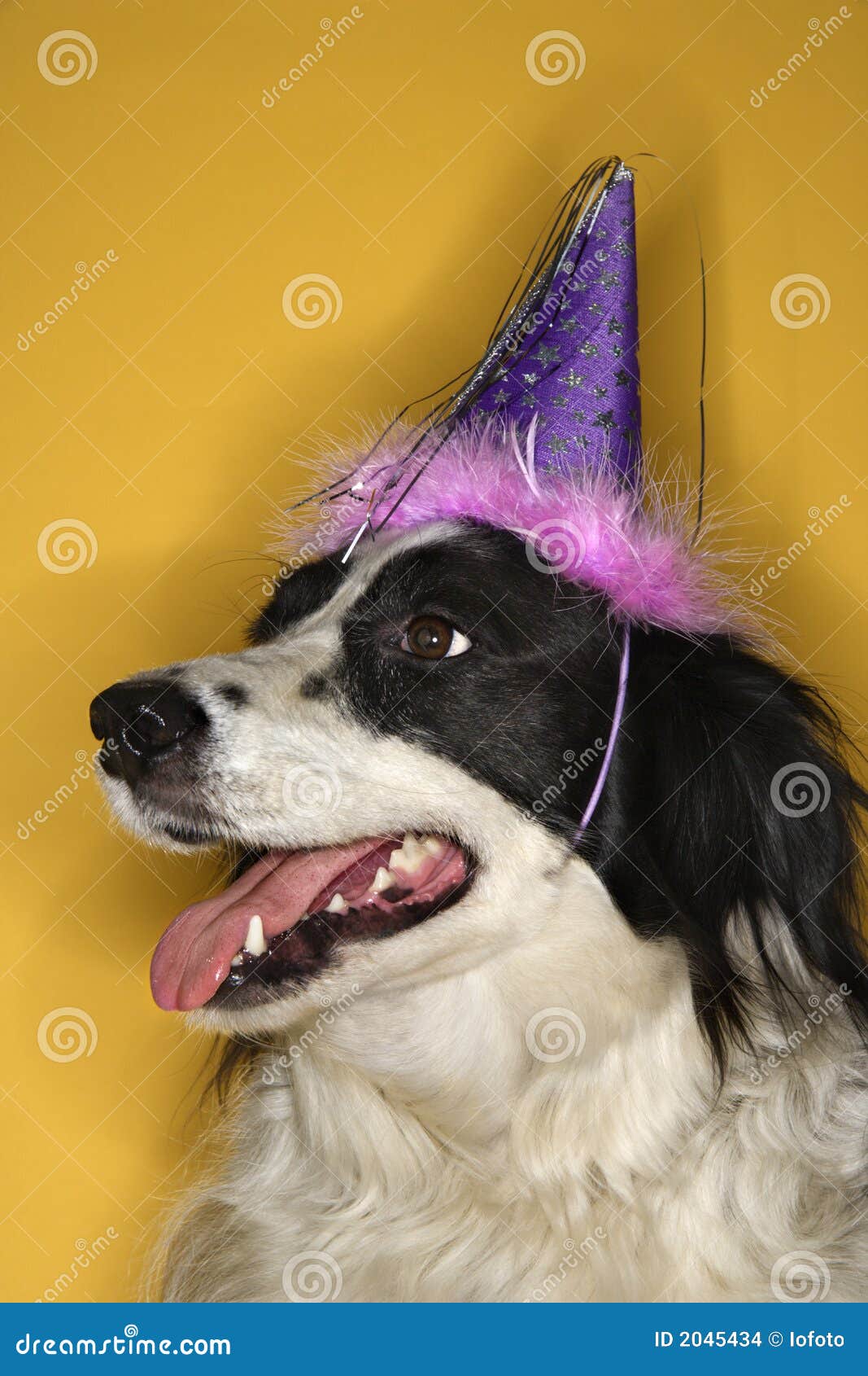 Dog wearing party hat. stock photo. Image of color, party - 2045434