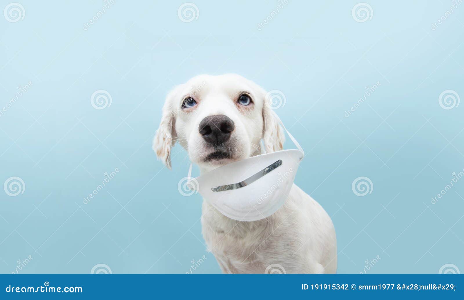 Dog Wearing a Protective Face Mask in a Wrong Way. Isolated on Blue ...