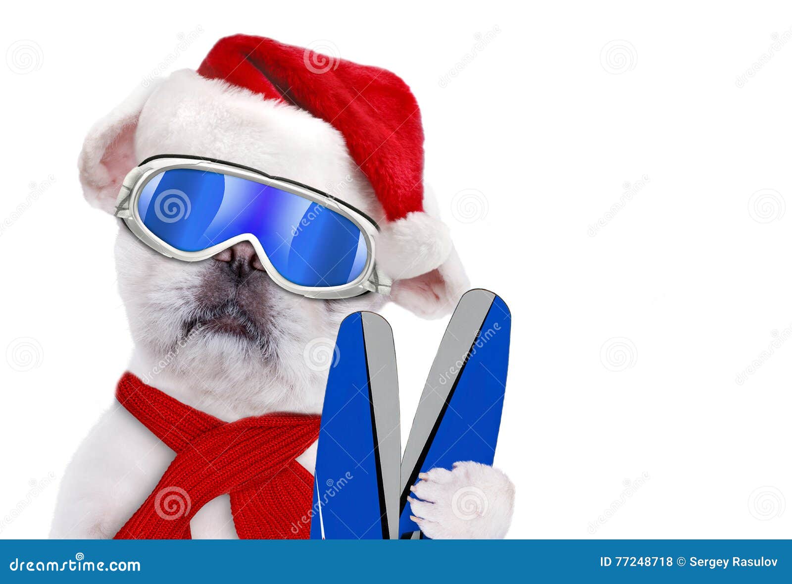 Dog Wearing Ski Goggles Relaxing in the Mountain. Stock Photo - Image ...