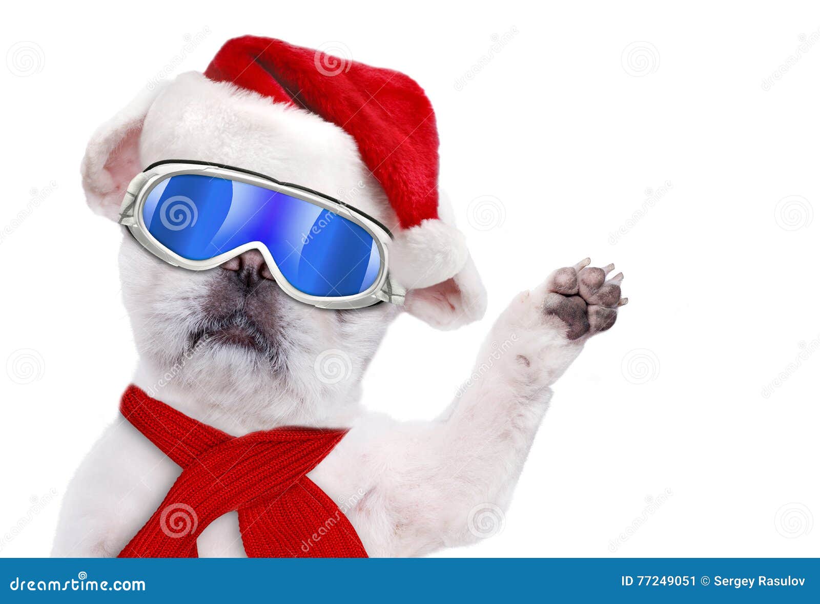Dog Wearing Ski Goggles Relaxing in the Mountain. Stock Image - Image ...