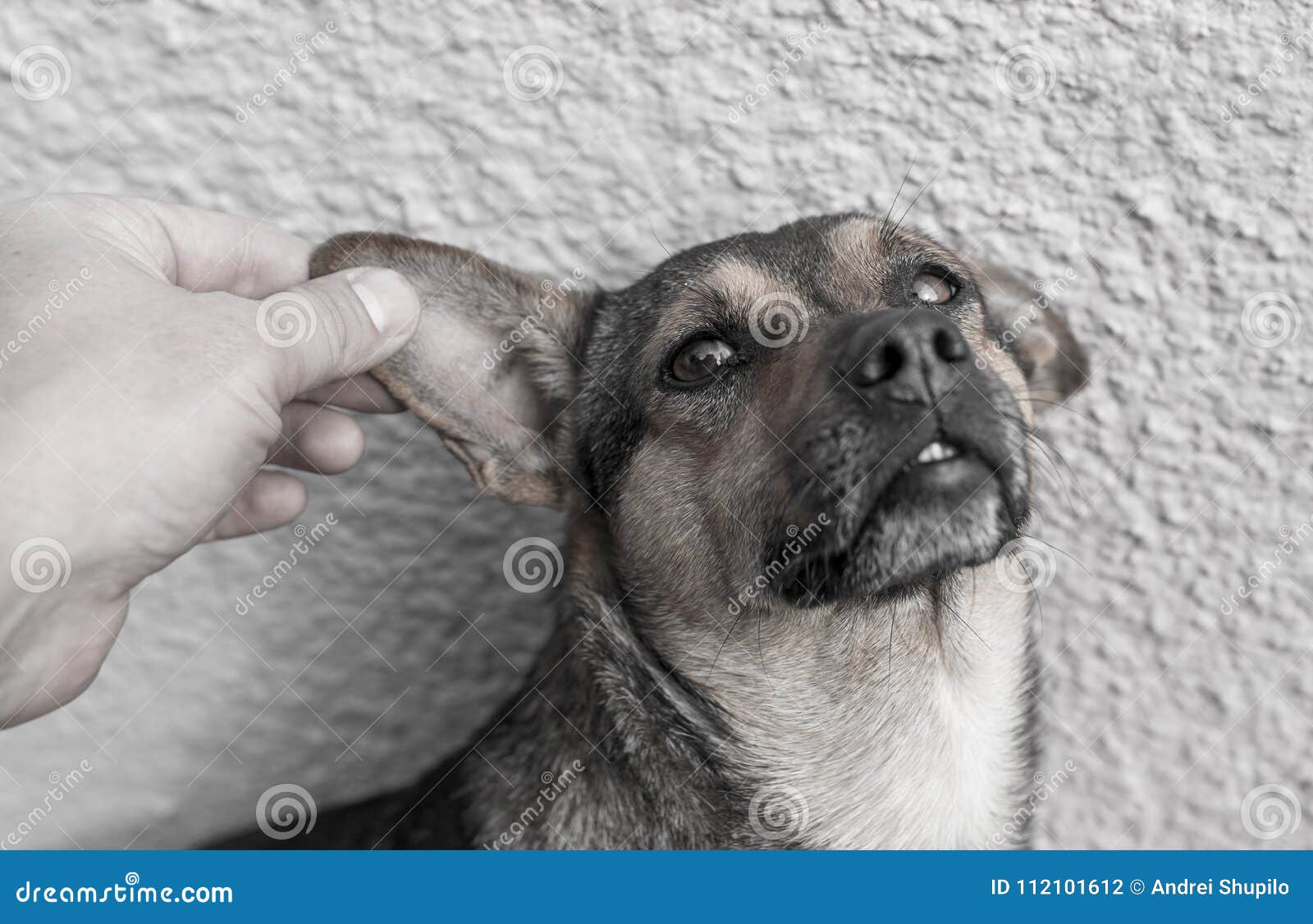 Dog weasel hand on nature stock photo. Image of help - 112101612