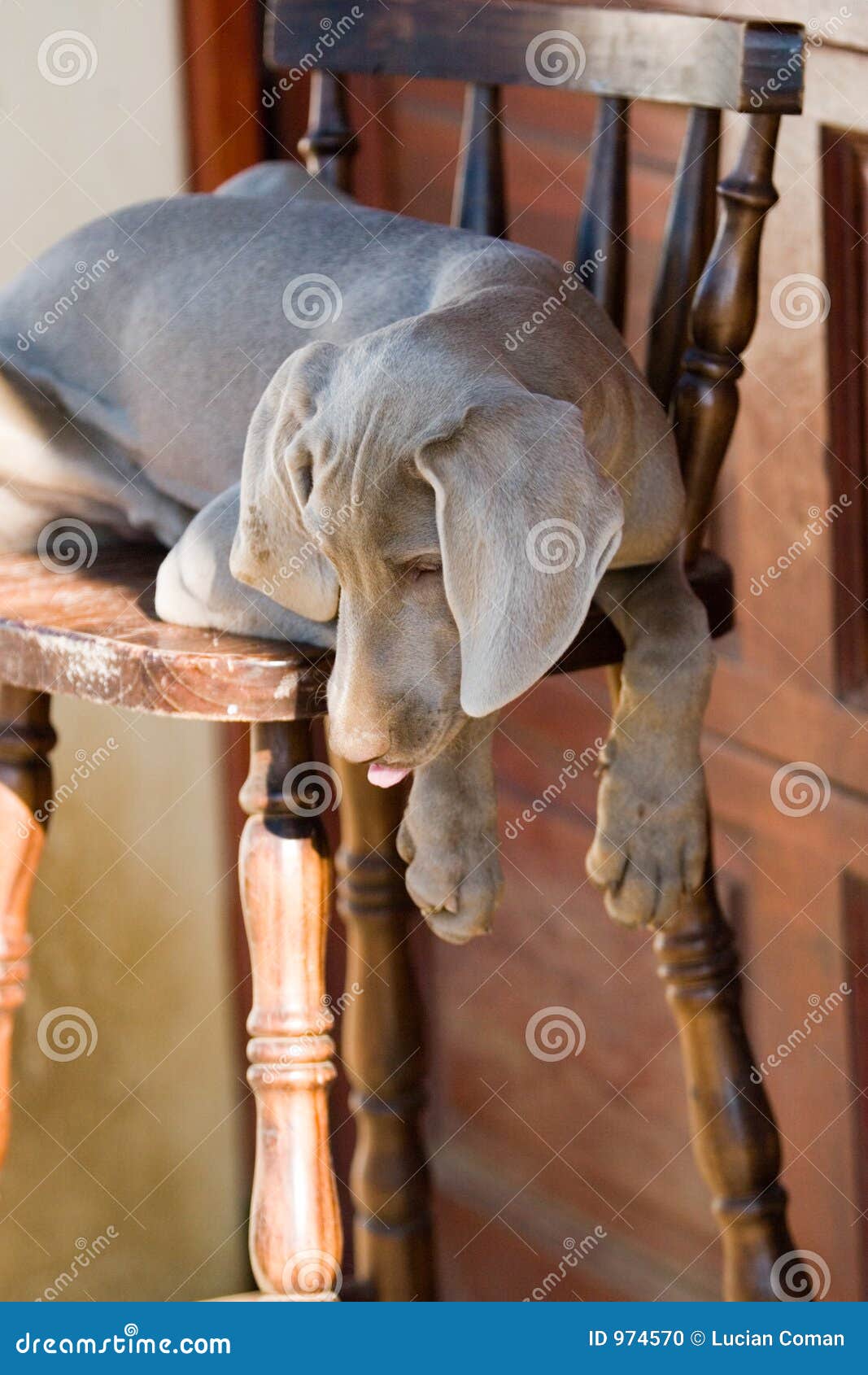 Dog weimaraner stock photo. Image of lovely, dismay, doggy - 974570