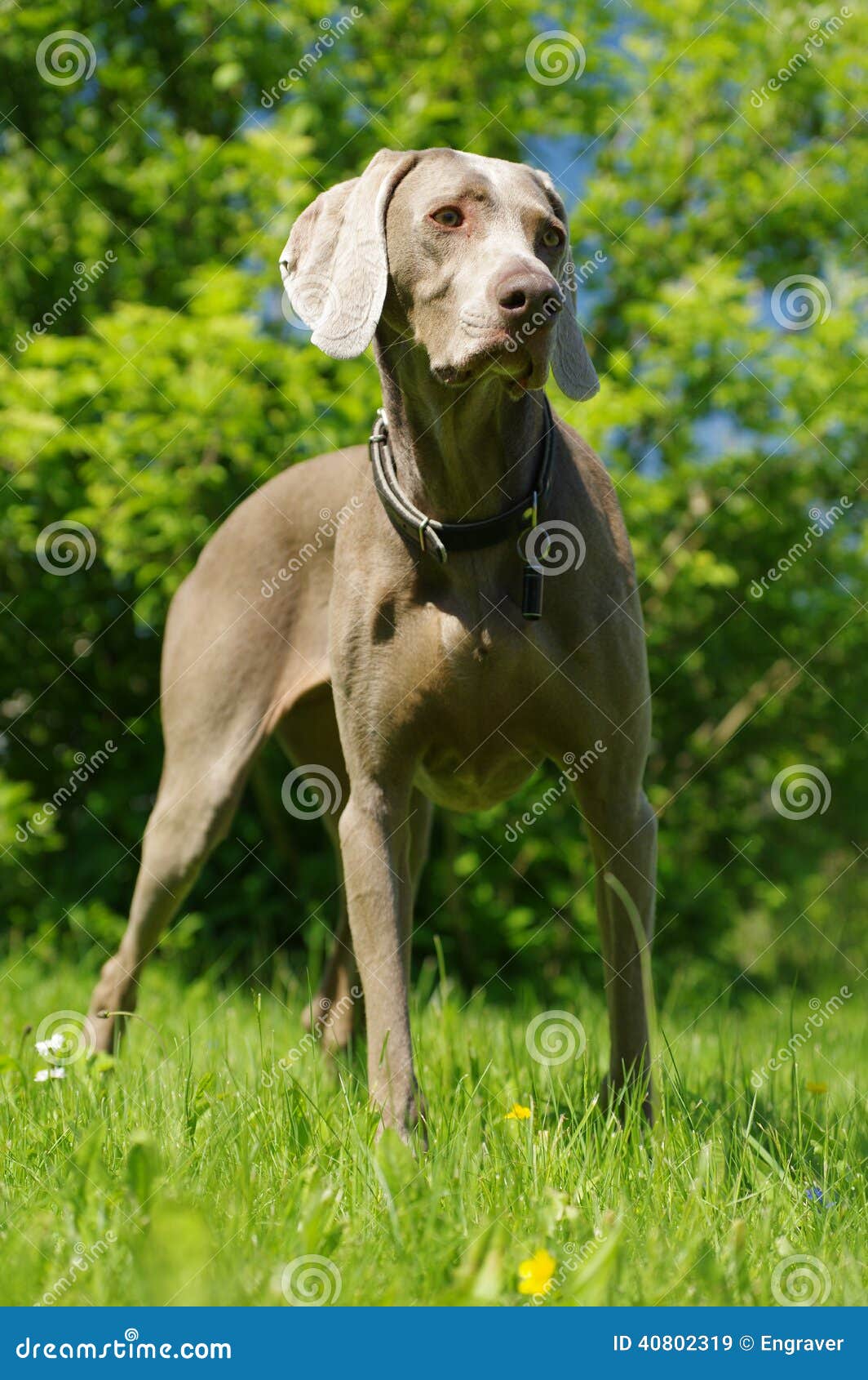 Dog weimaraner stock image. Image of weimaraner, pointer - 40802319