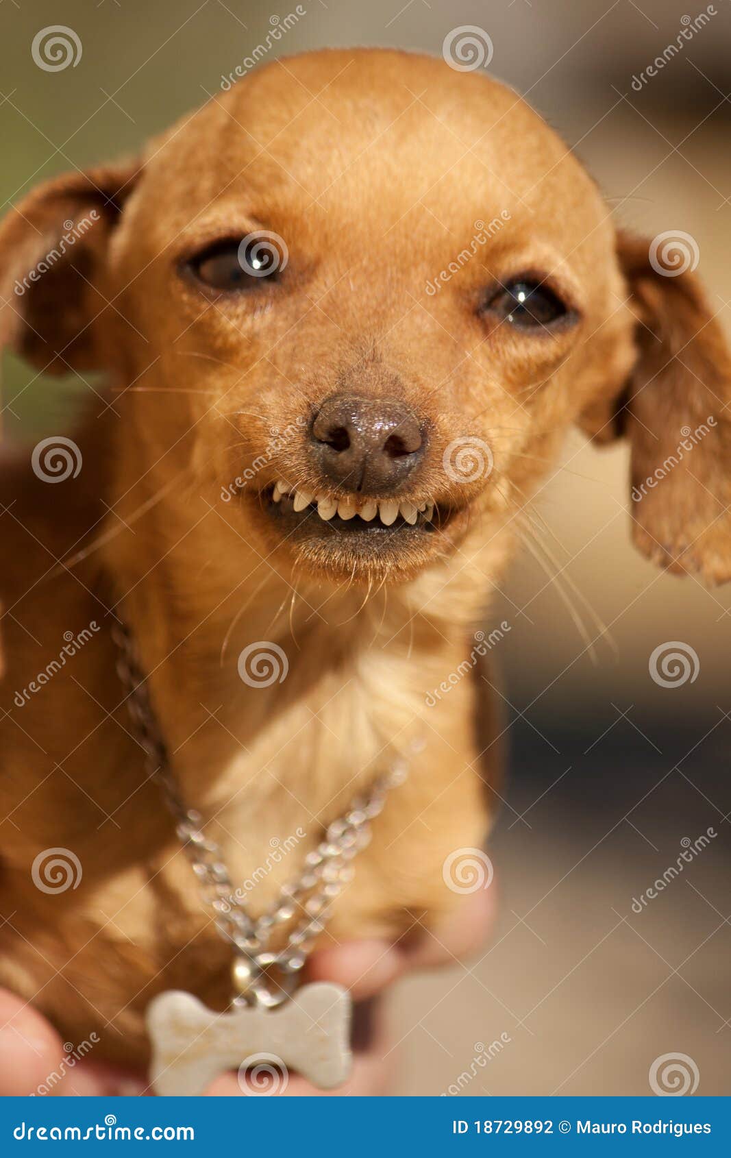 Weird Crazy Dog Lol, Weird, Crazy, Awesome, Funny, HD Wallpaper