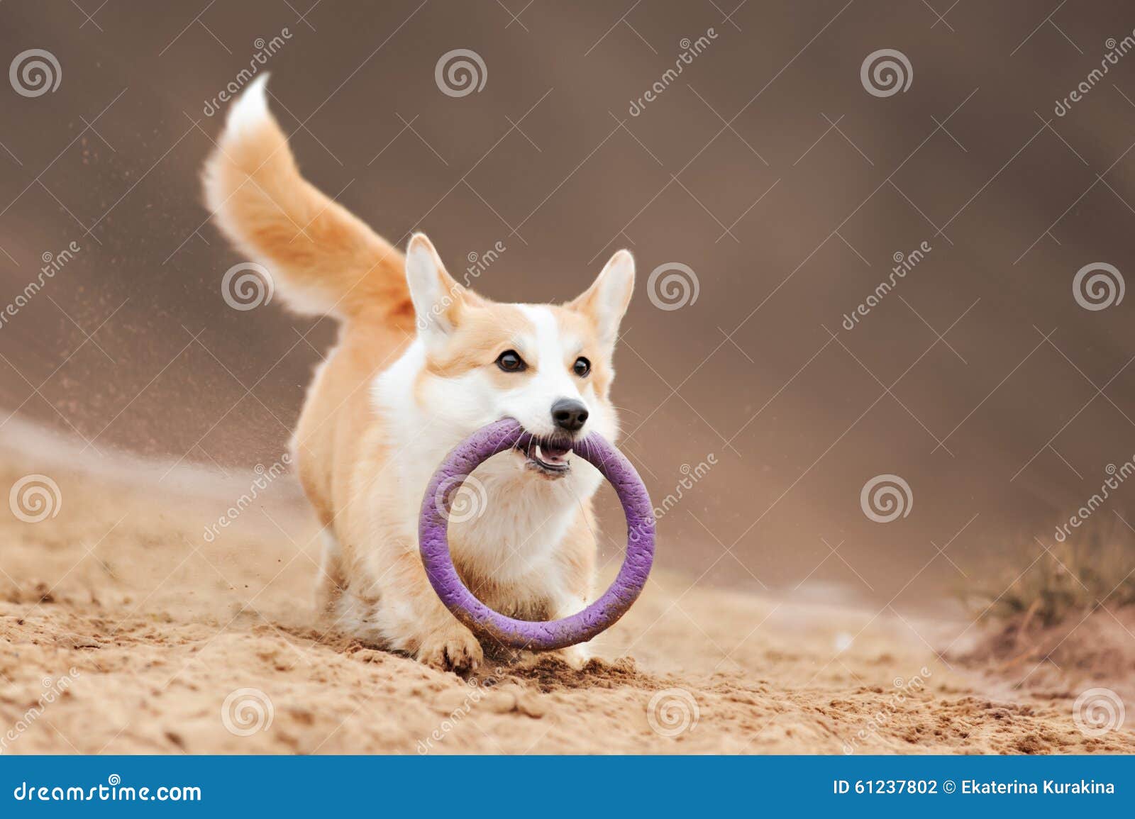 Dog Welsh Corgi flying stock photo. Image of purebred - 61237802