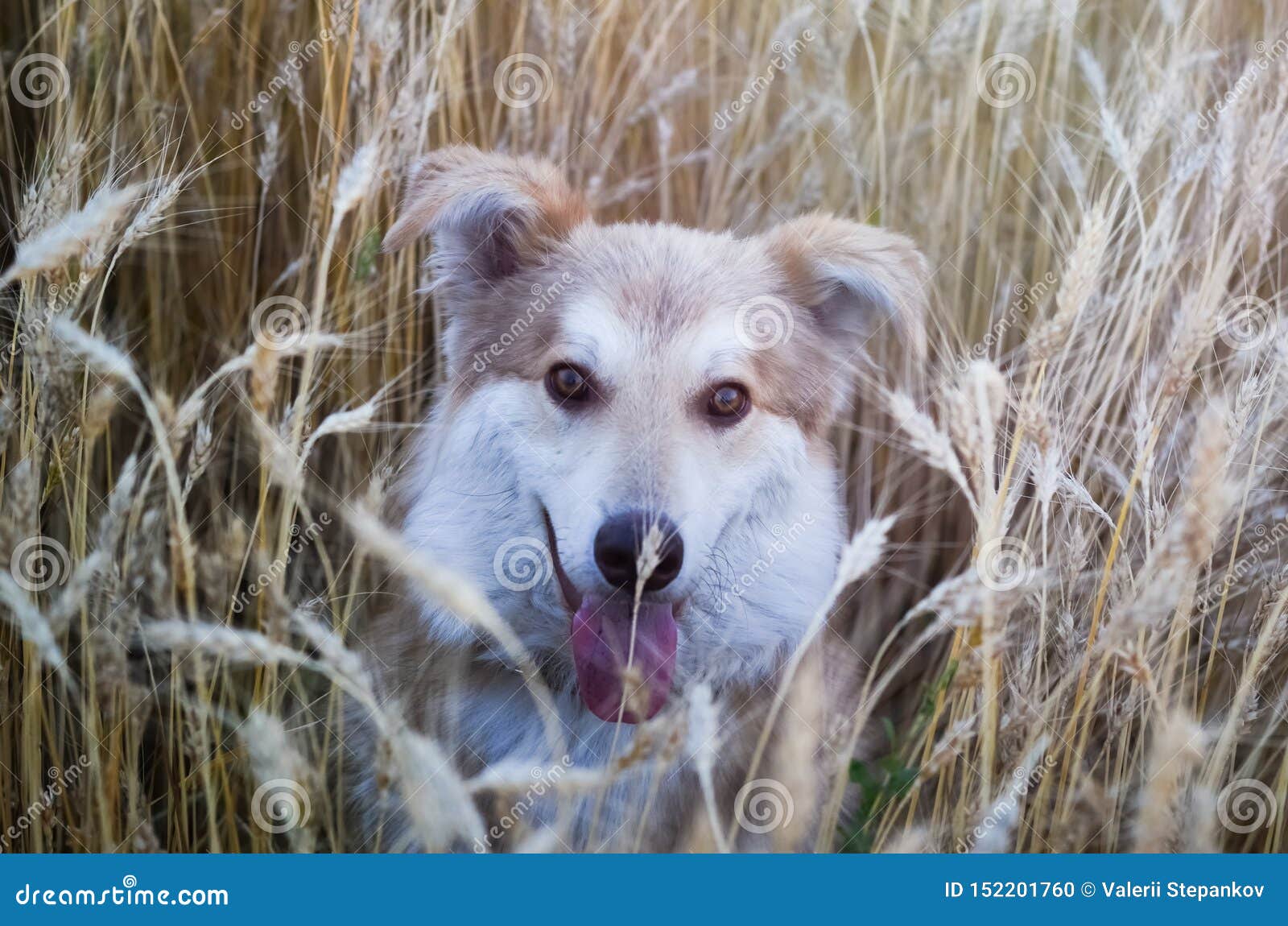 Dog in a wheat field. stock photo. Image of mammal, plant - 152201760