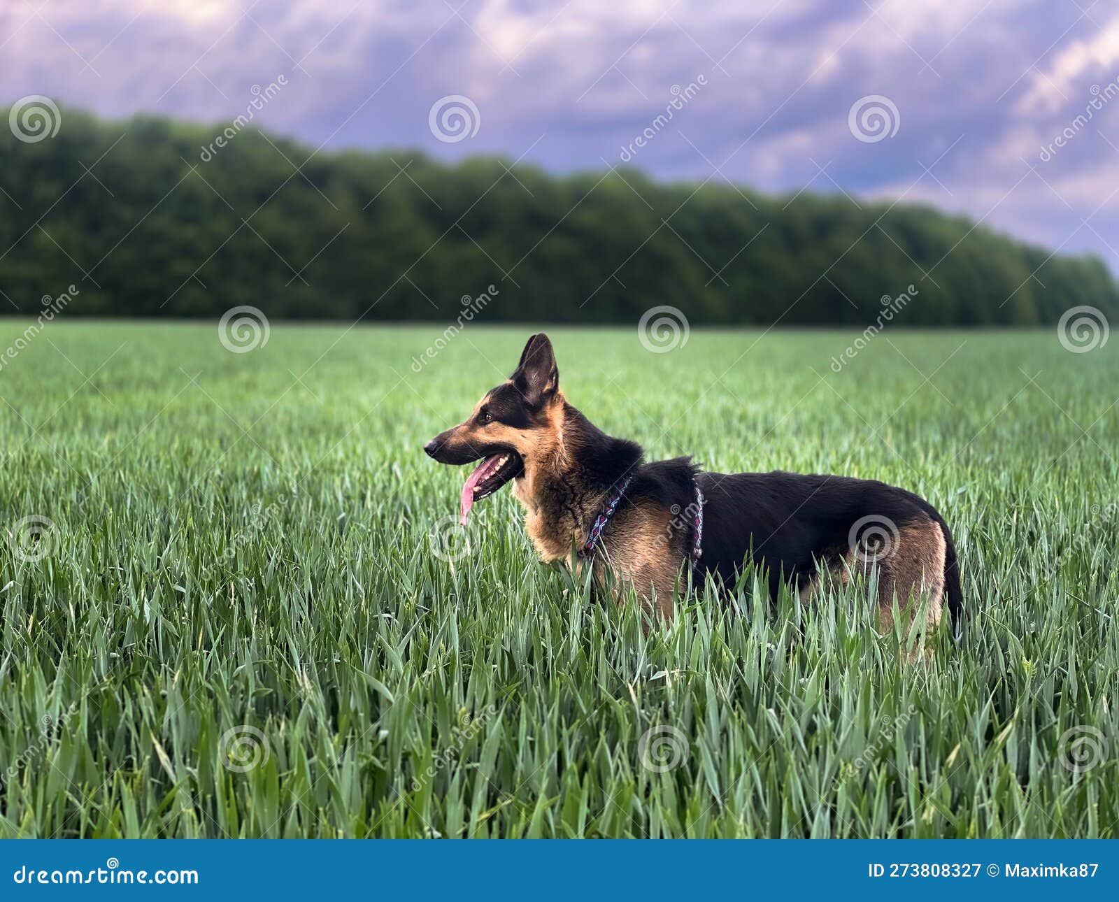 Dog in a Wheat Field in Spring. Shepherd Dog on a Green Field Stock ...
