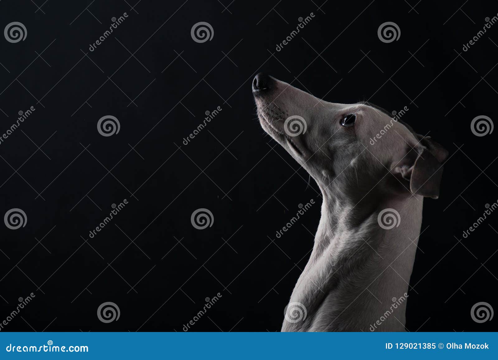 Dog whippet stock image. Image of white, royal, advertising - 129021385