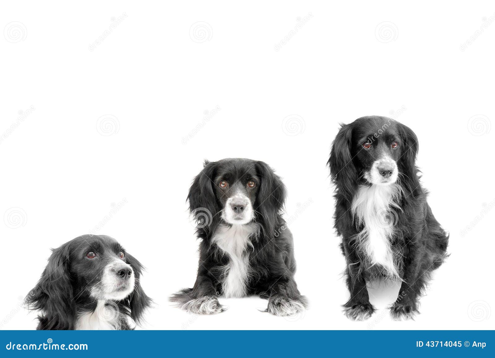Confused Dog Images - Download 674 Royalty Free Photos - Page 2