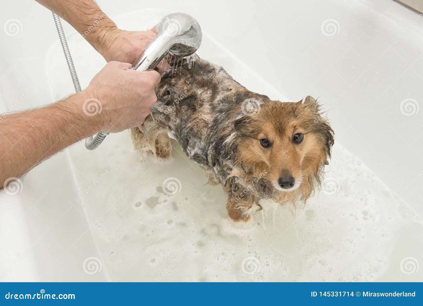 Dog in a White Bath Being Rinsed Off by a Groomer Stock Photo - Image ...