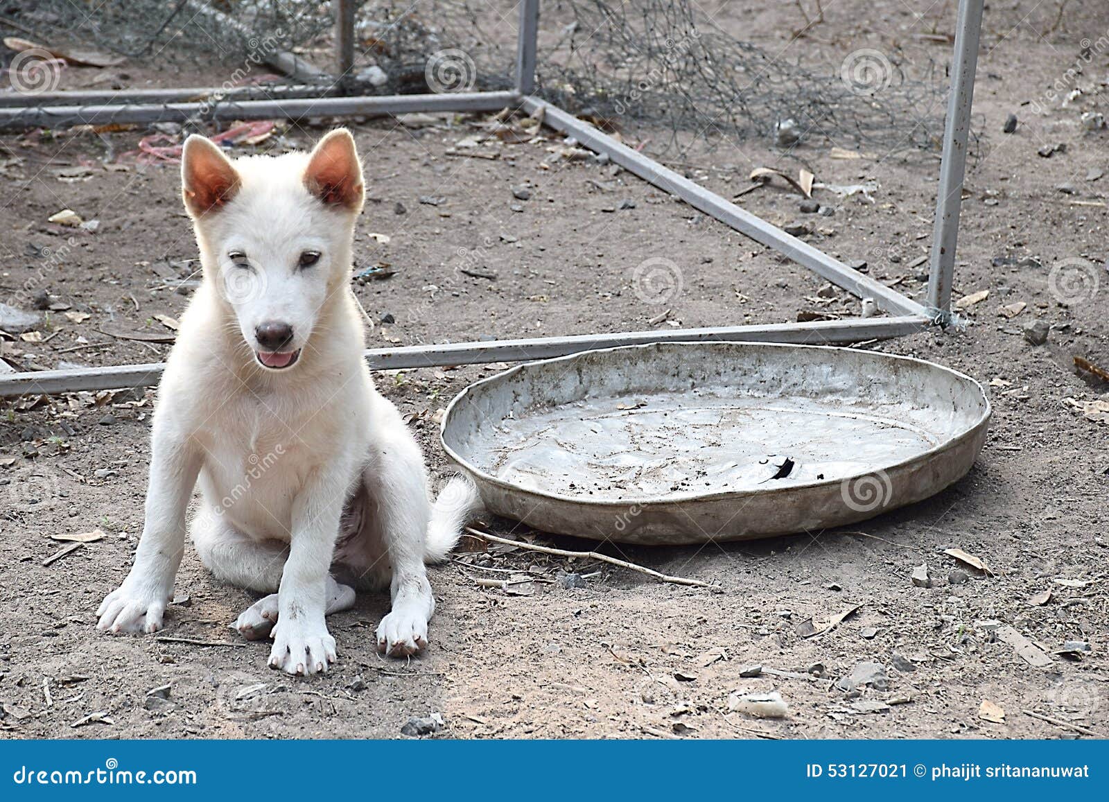 Dog stock image. Image of puppy, animal - 53127021